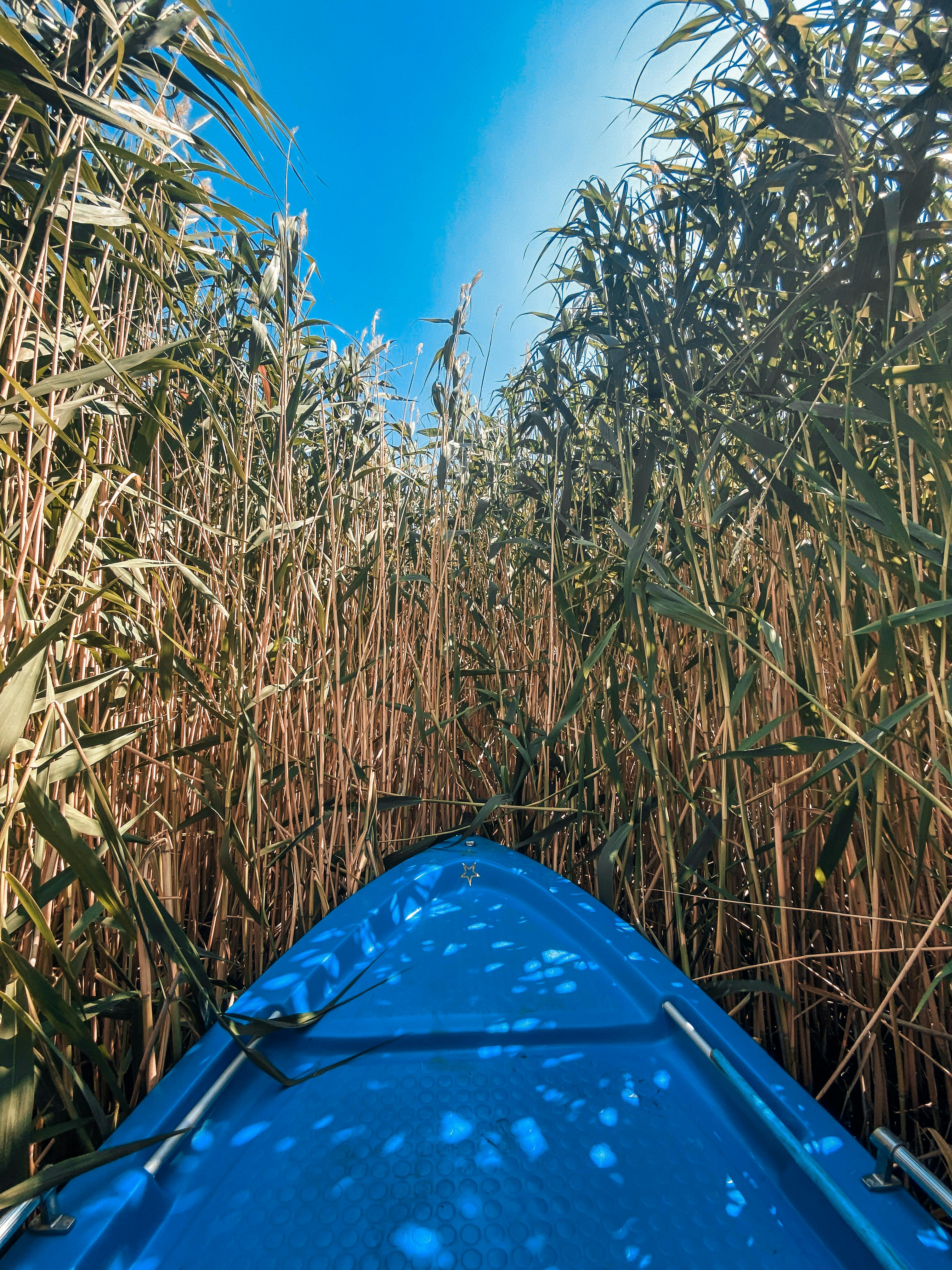 A Blue Kayak near Grass · Free Stock Photo