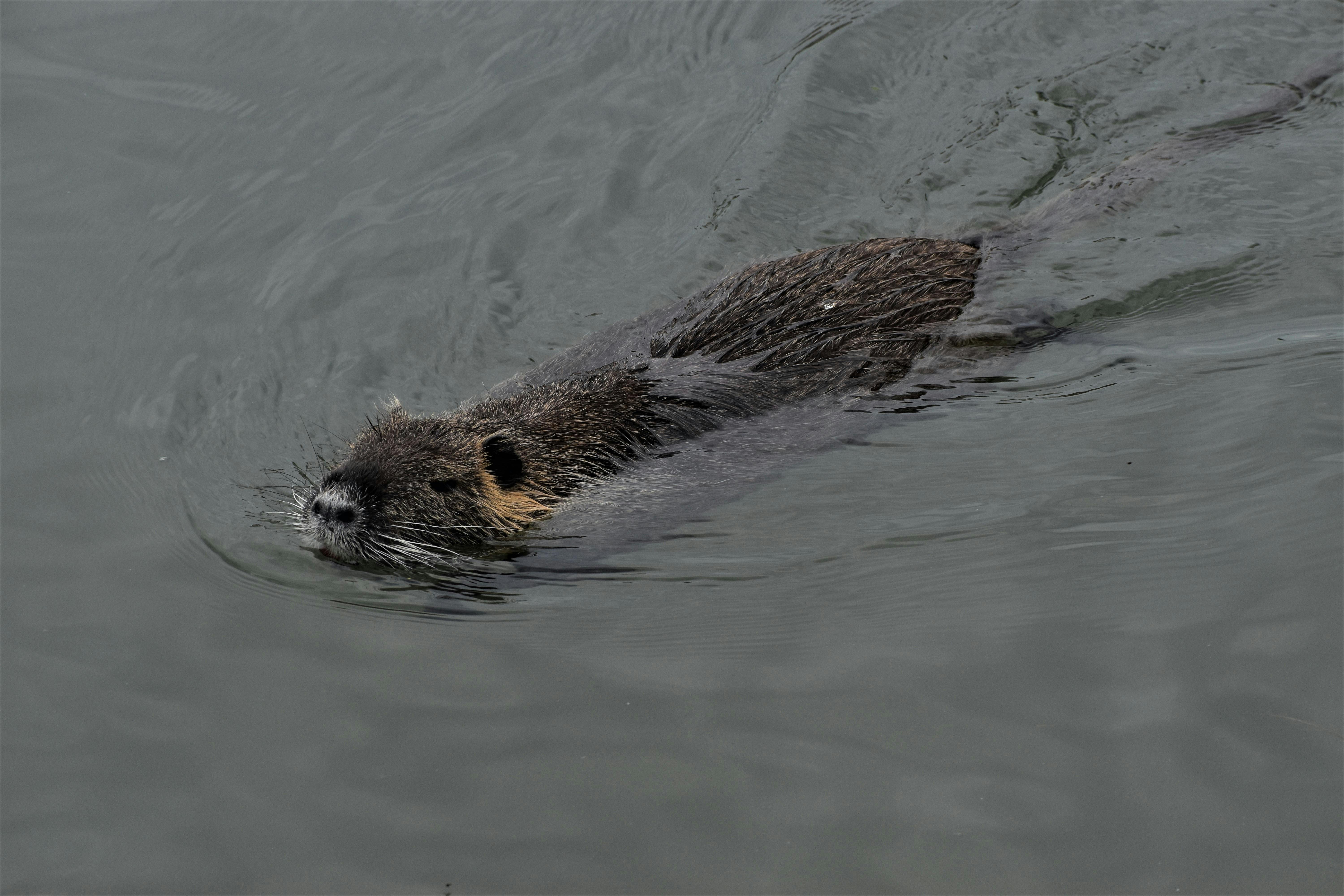 Close-Up Photo of a Nutria Swimming · Free Stock Photo
