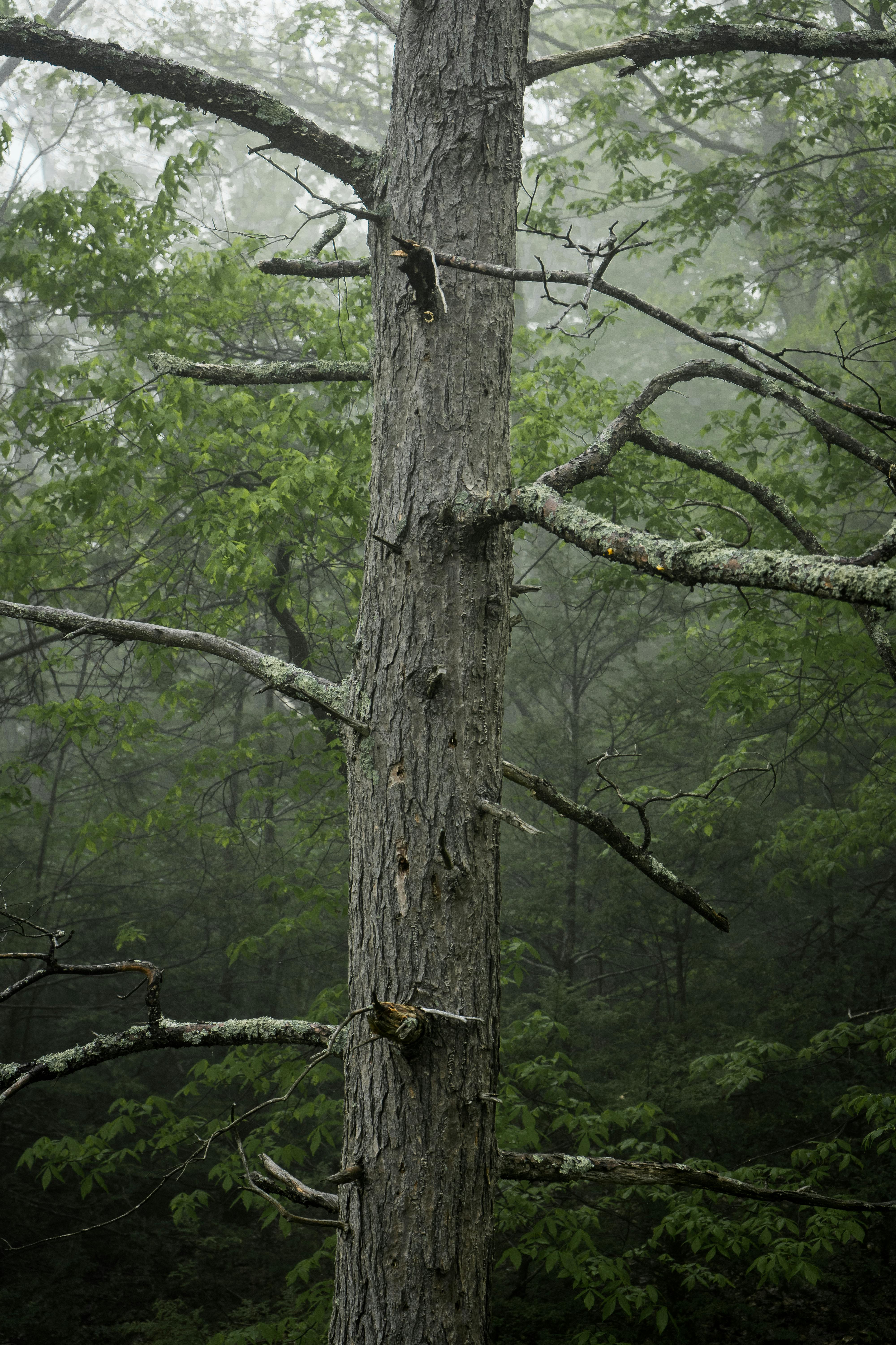 Tree Trunk and Leafless Branches · Free Stock Photo