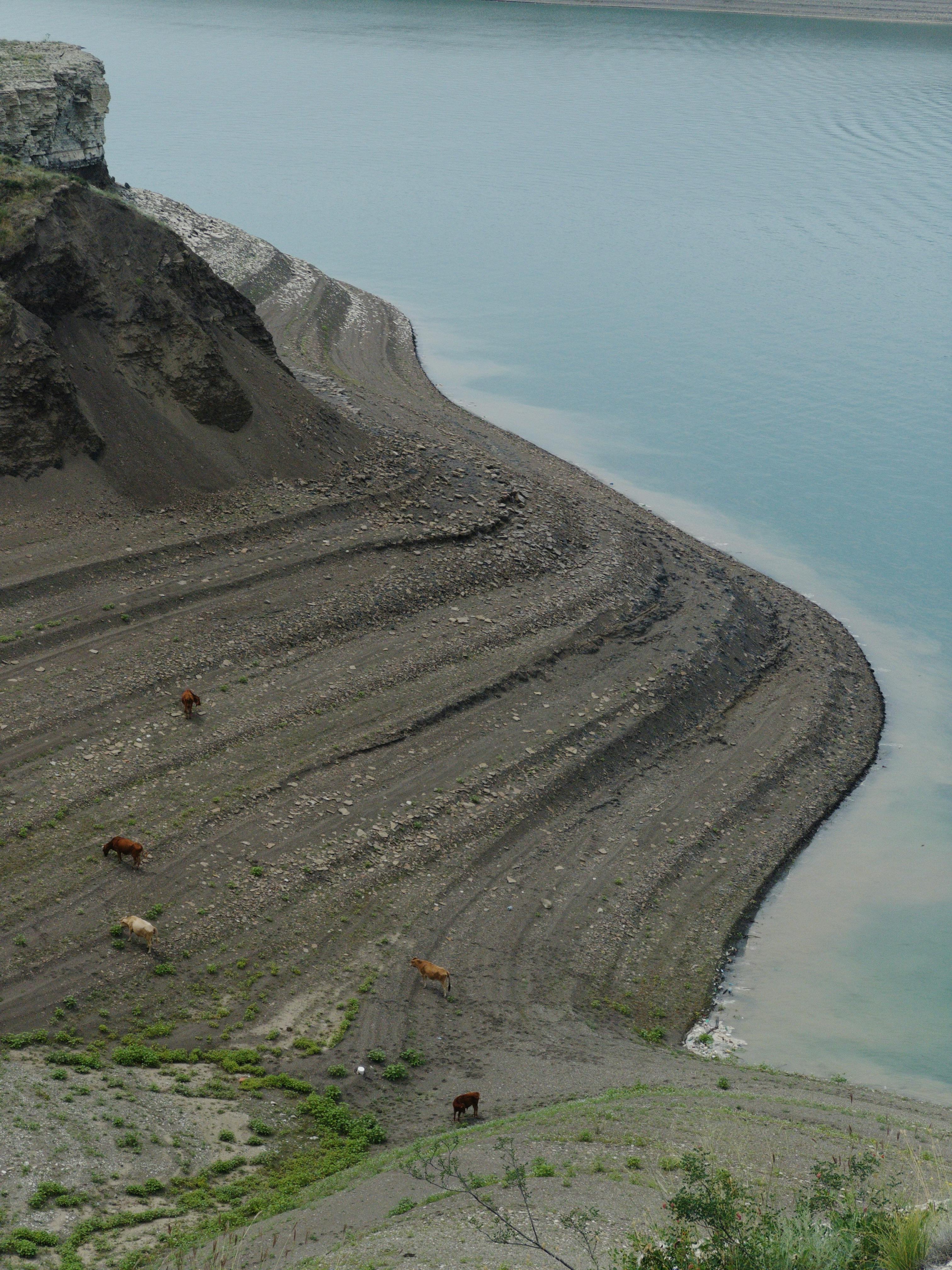 Photo of a Sea near Animals on the Shore · Free Stock Photo