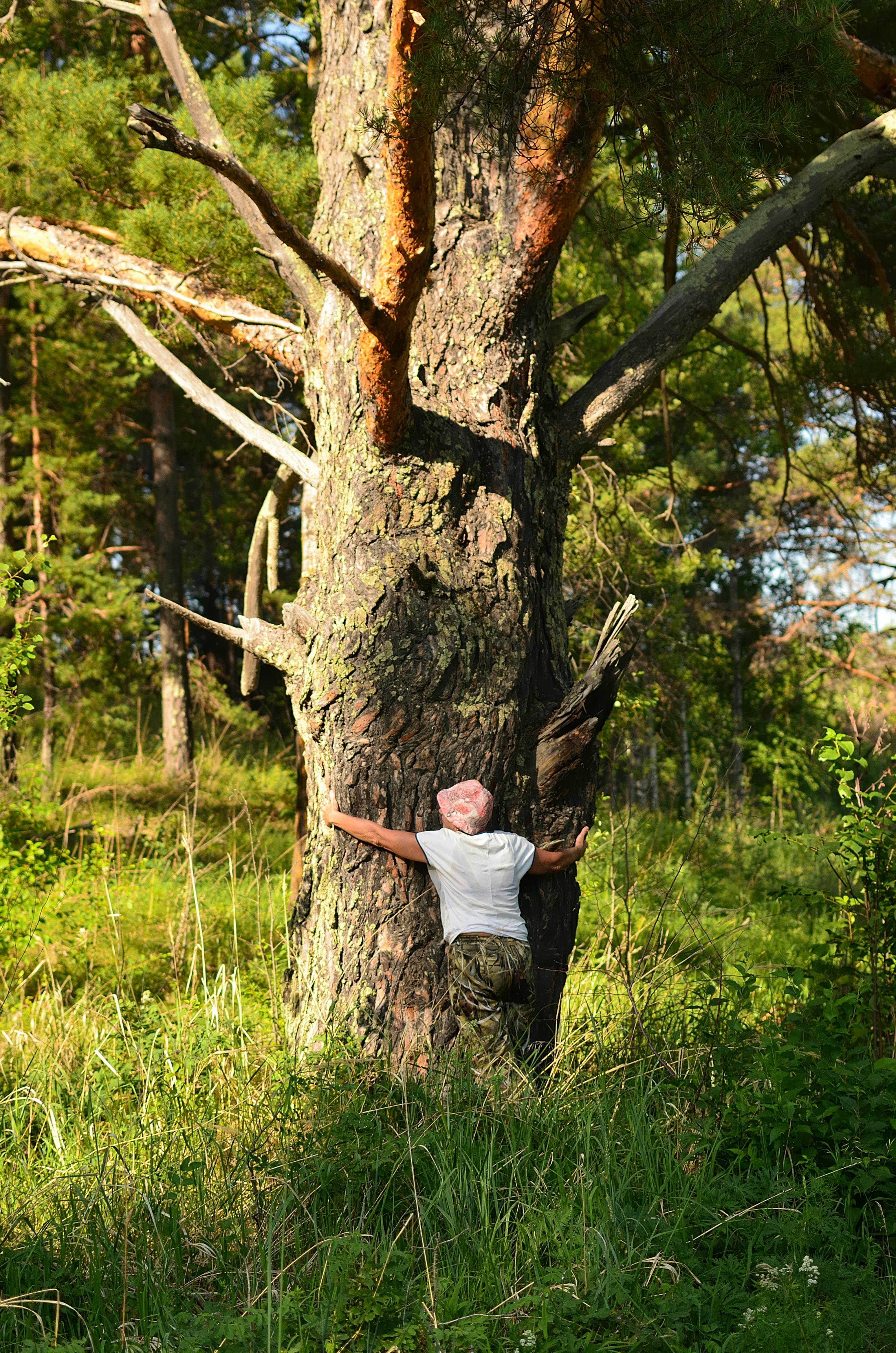 Person Hugging Tree · Free Stock Photo