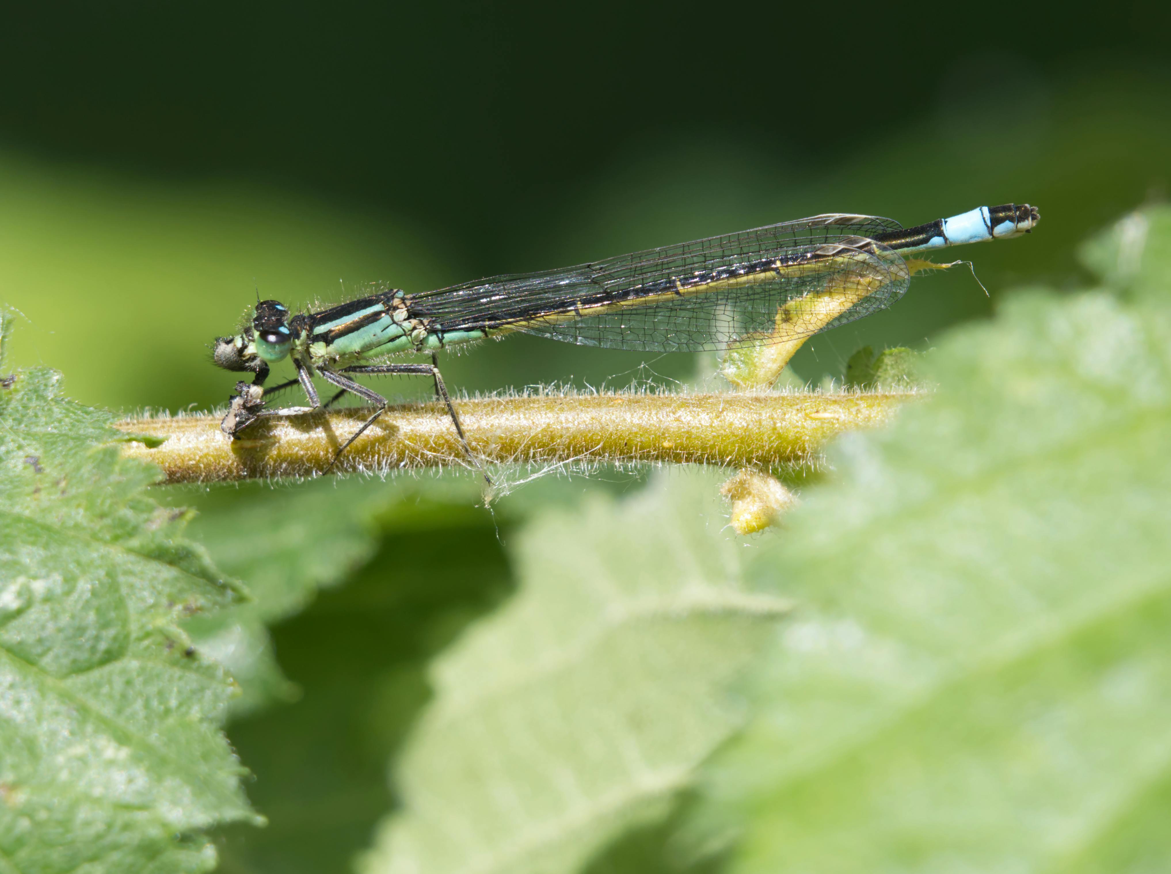 Little Lightning Photos, Download Free Little Lightning Stock Photos ...