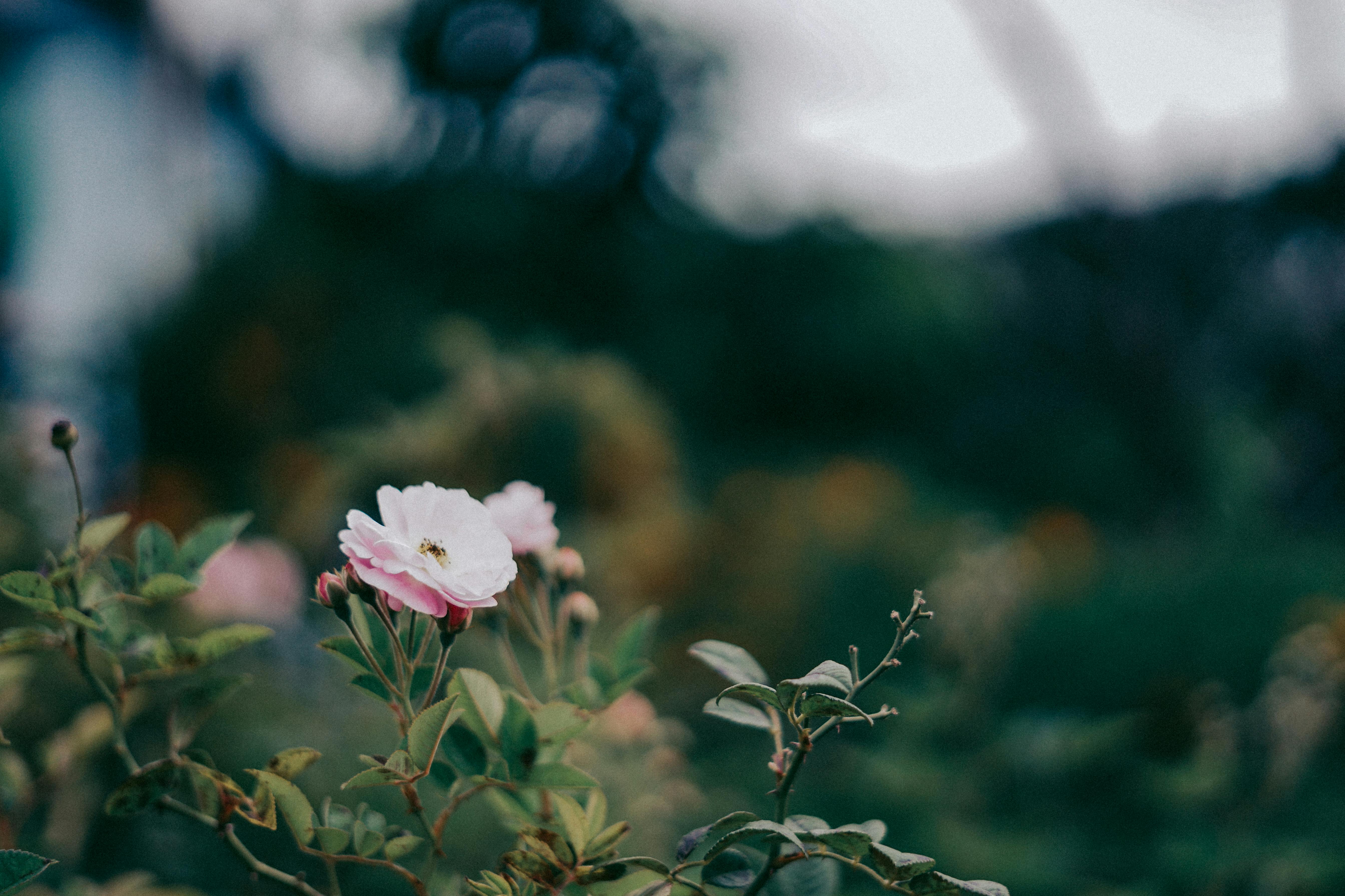 Nghia .8pm - Photography