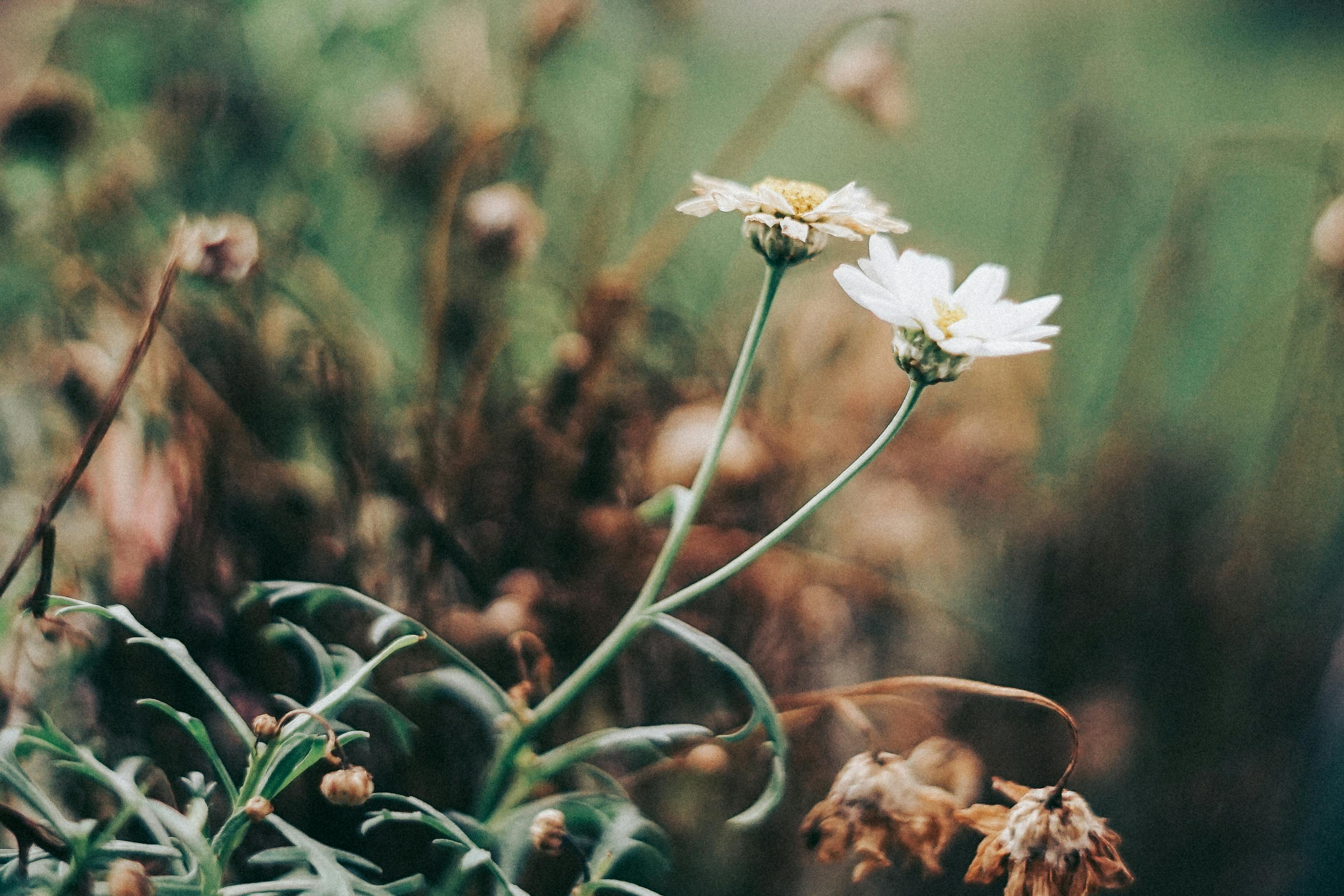 Close-Up Photo of Blooming Chamomile Flowers · Free Stock Photo
