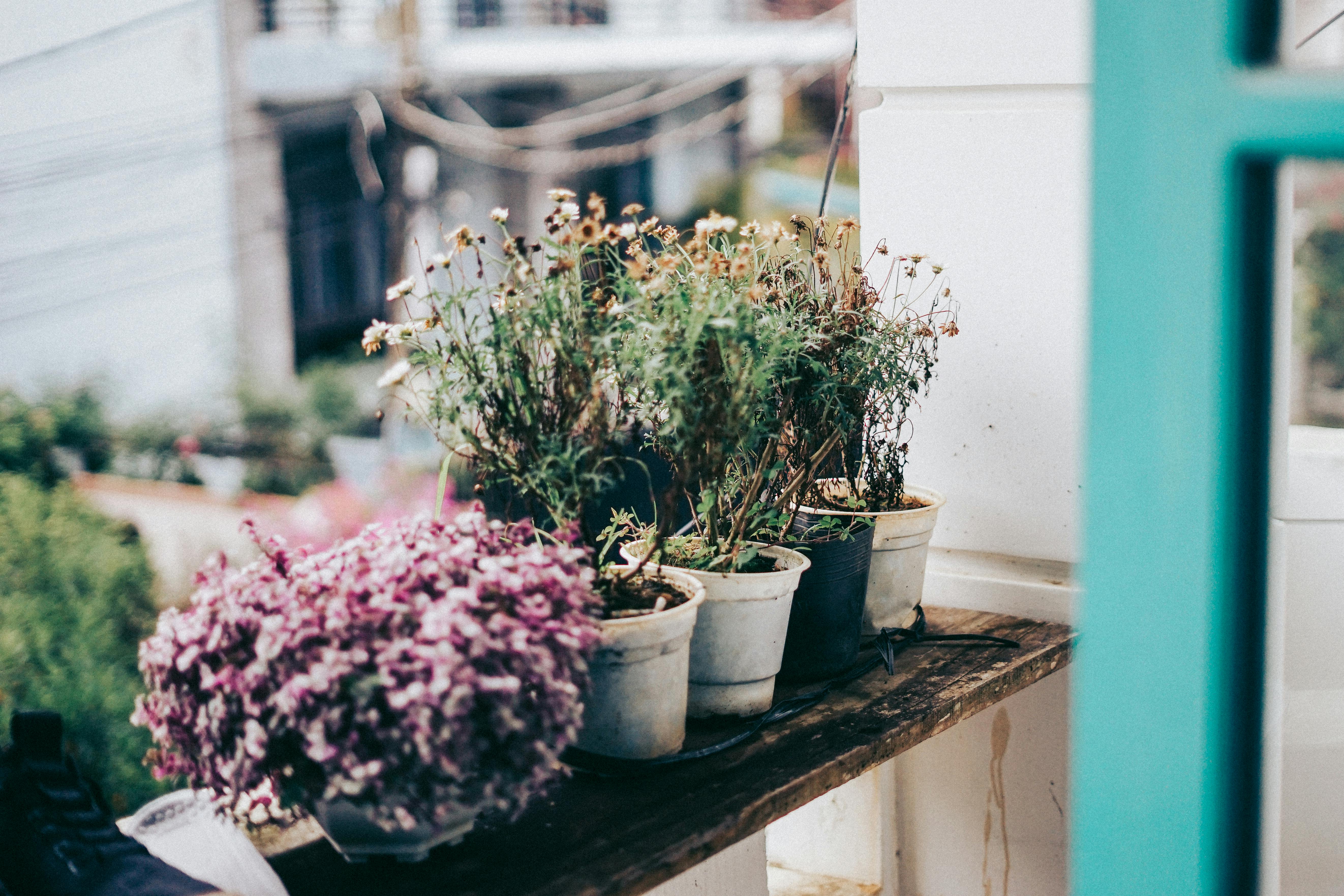 Withering Flowers on Potted Plants · Free Stock Photo