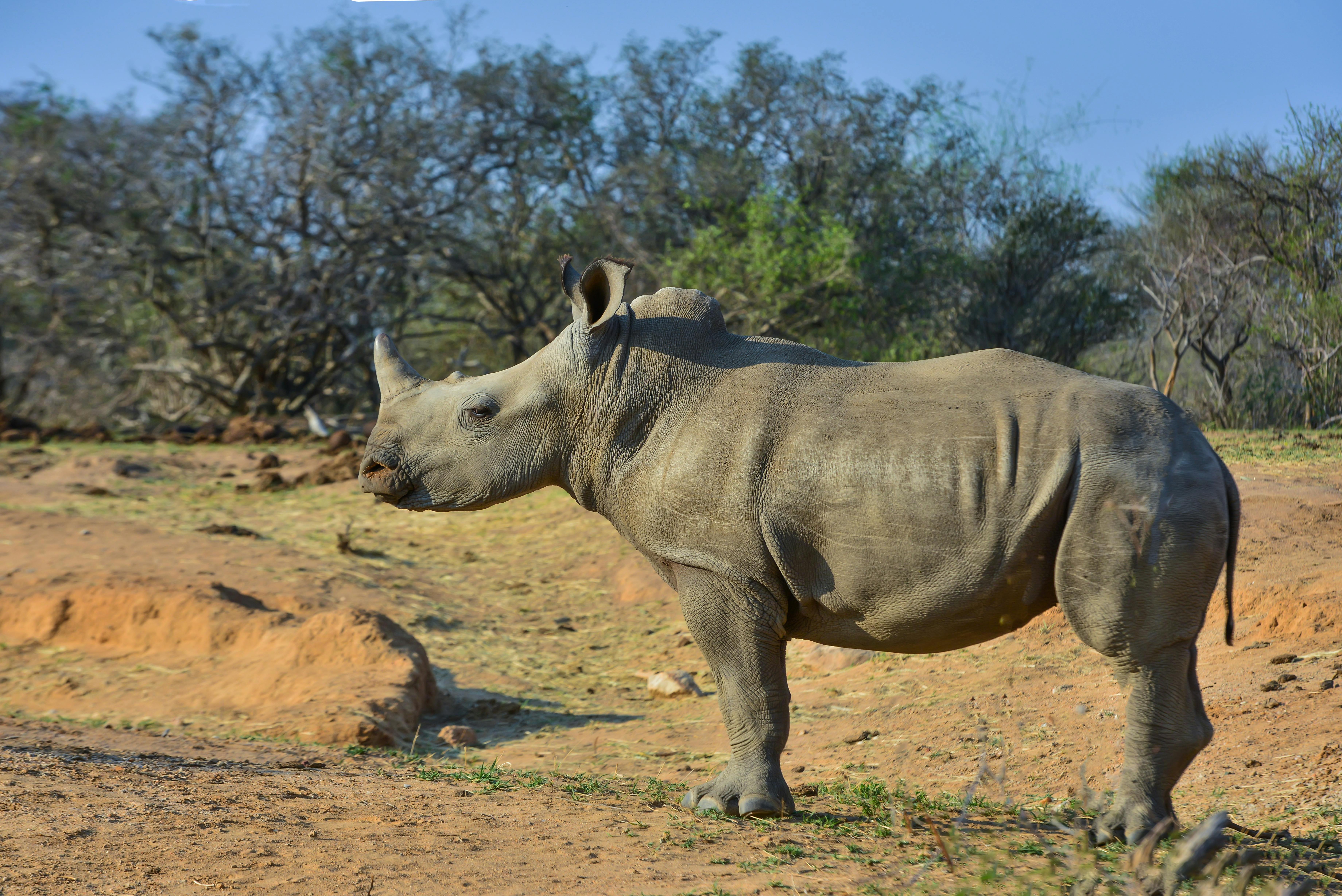 Photograph of a Gray Rhinoceros · Free Stock Photo