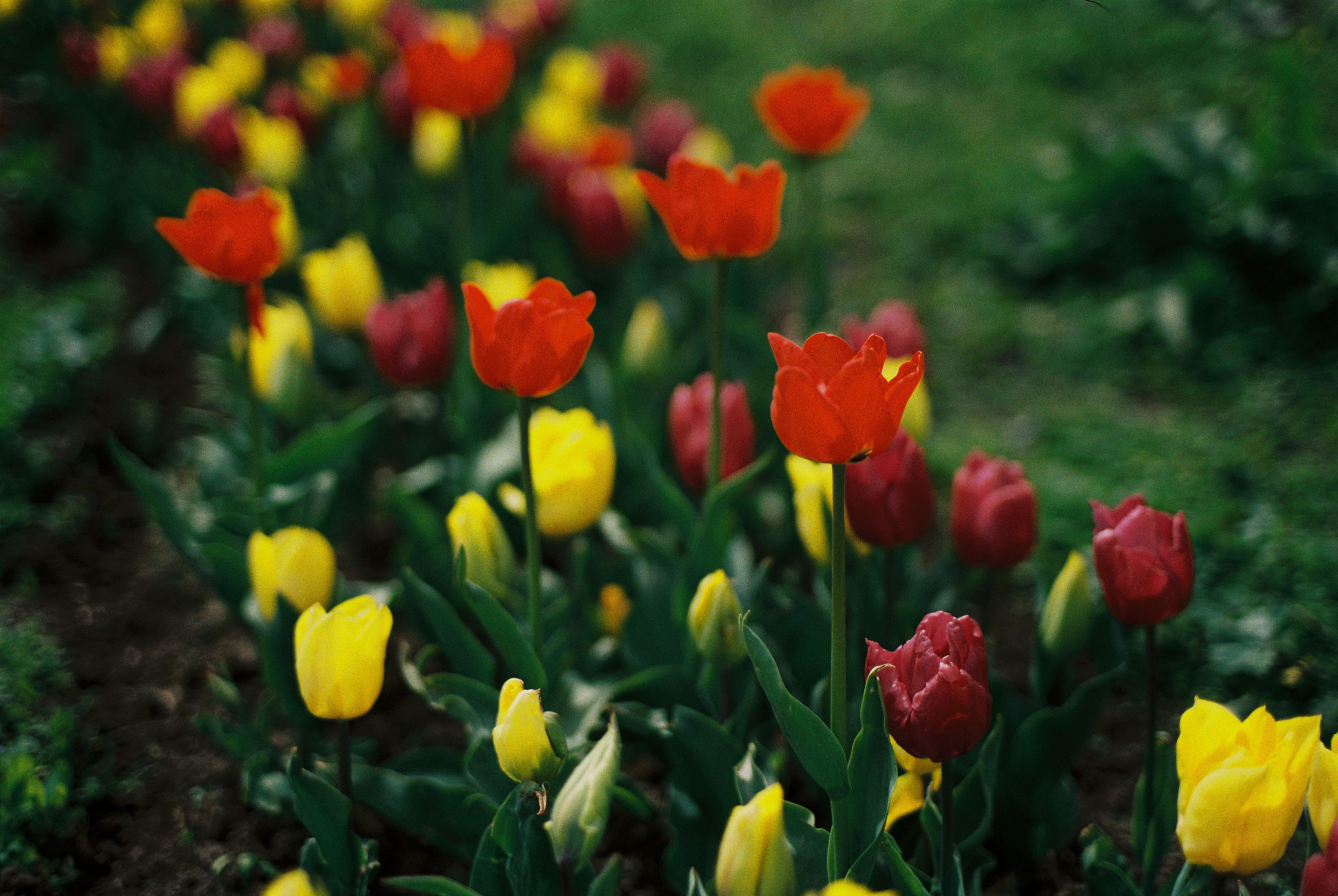 Photograph of Red and Yellow Tulips in Bloom · Free Stock Photo