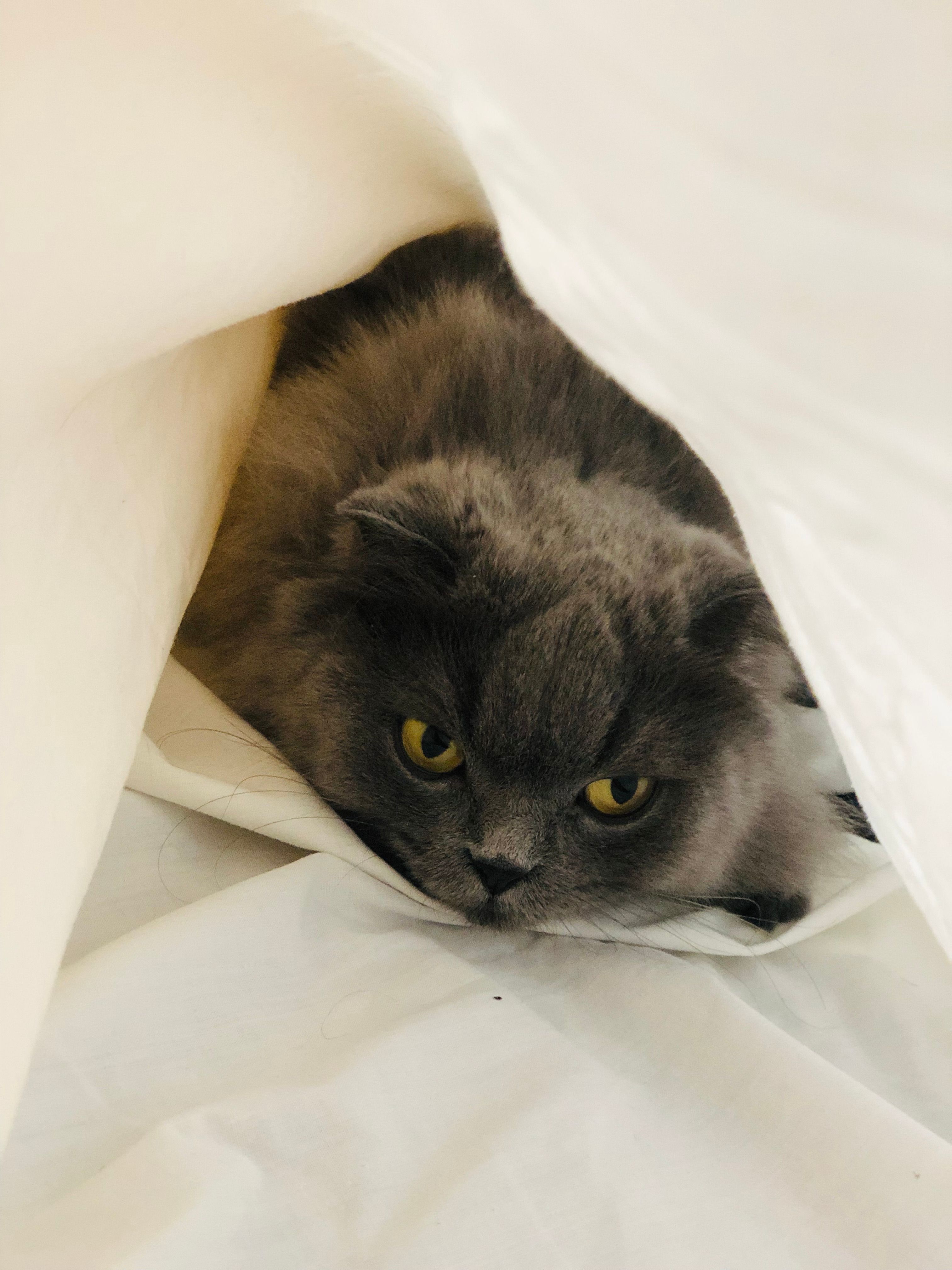 Close Up Photo of a Cat · Free Stock Photo