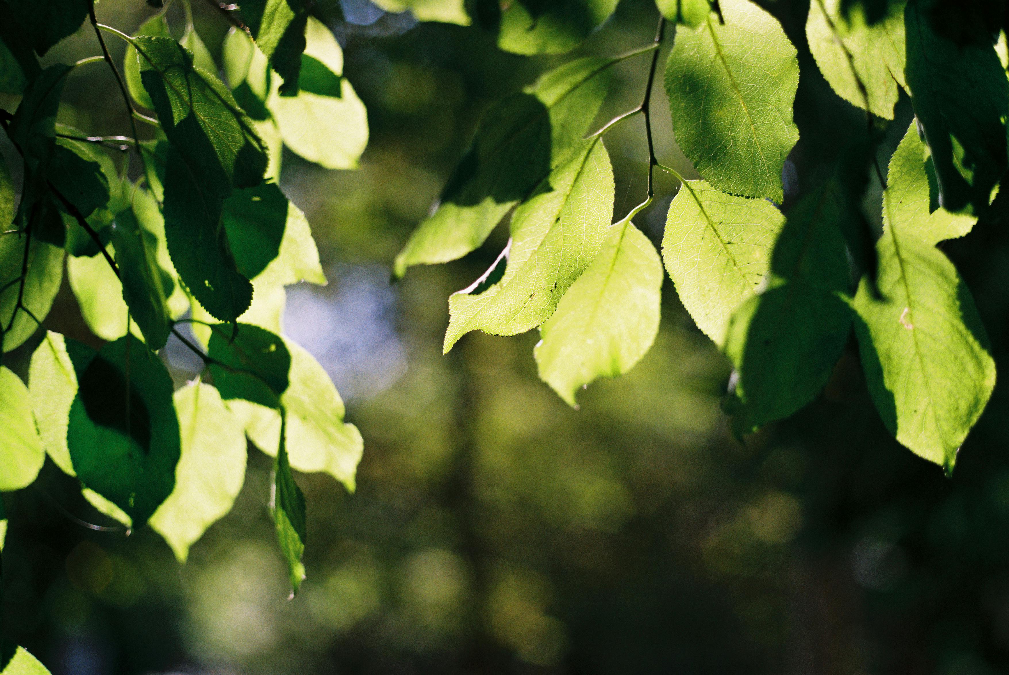 Sunlight Through Green Leaves · Free Stock Photo