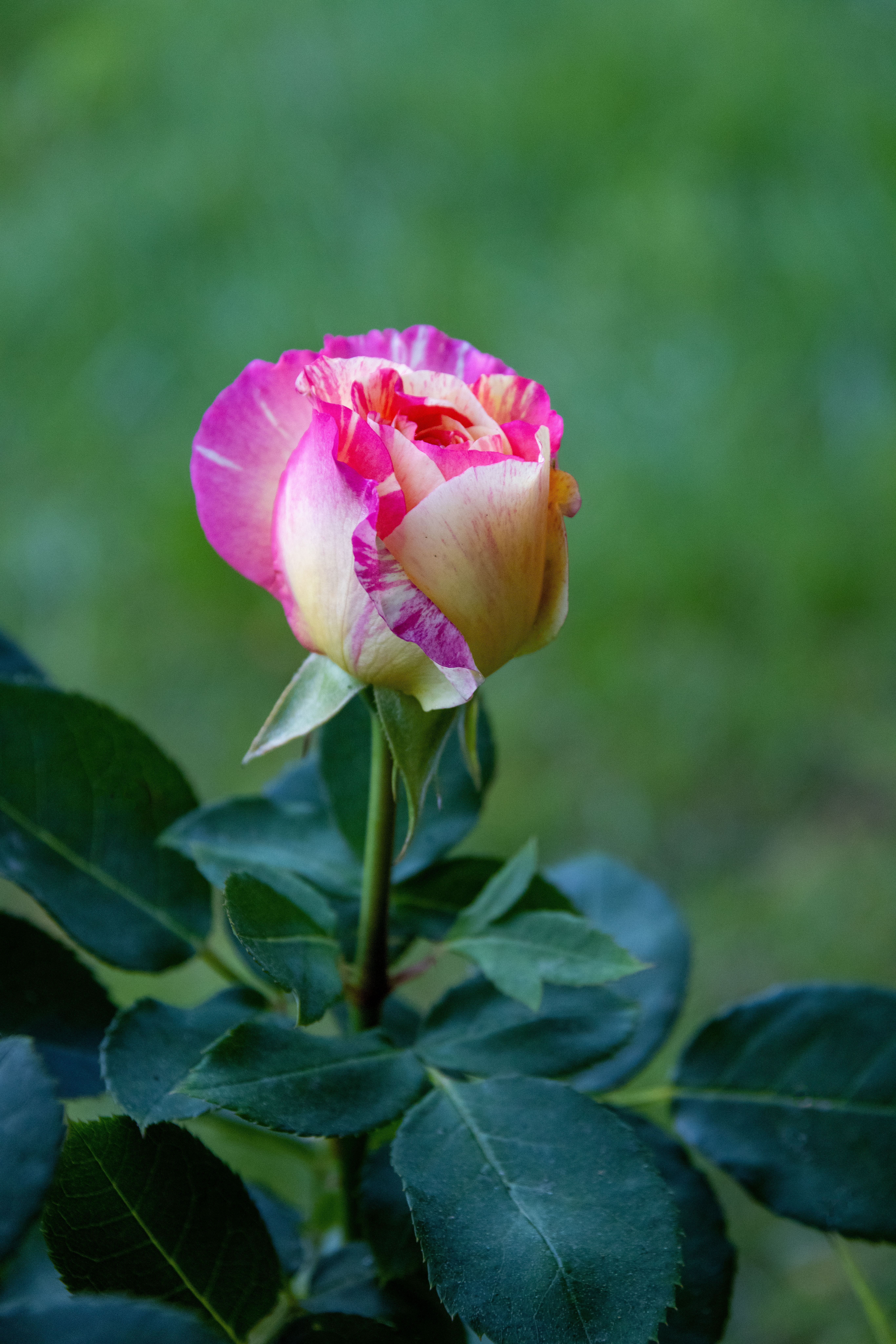 Beautiful Pink and White Rose in Bloom · Free Stock Photo