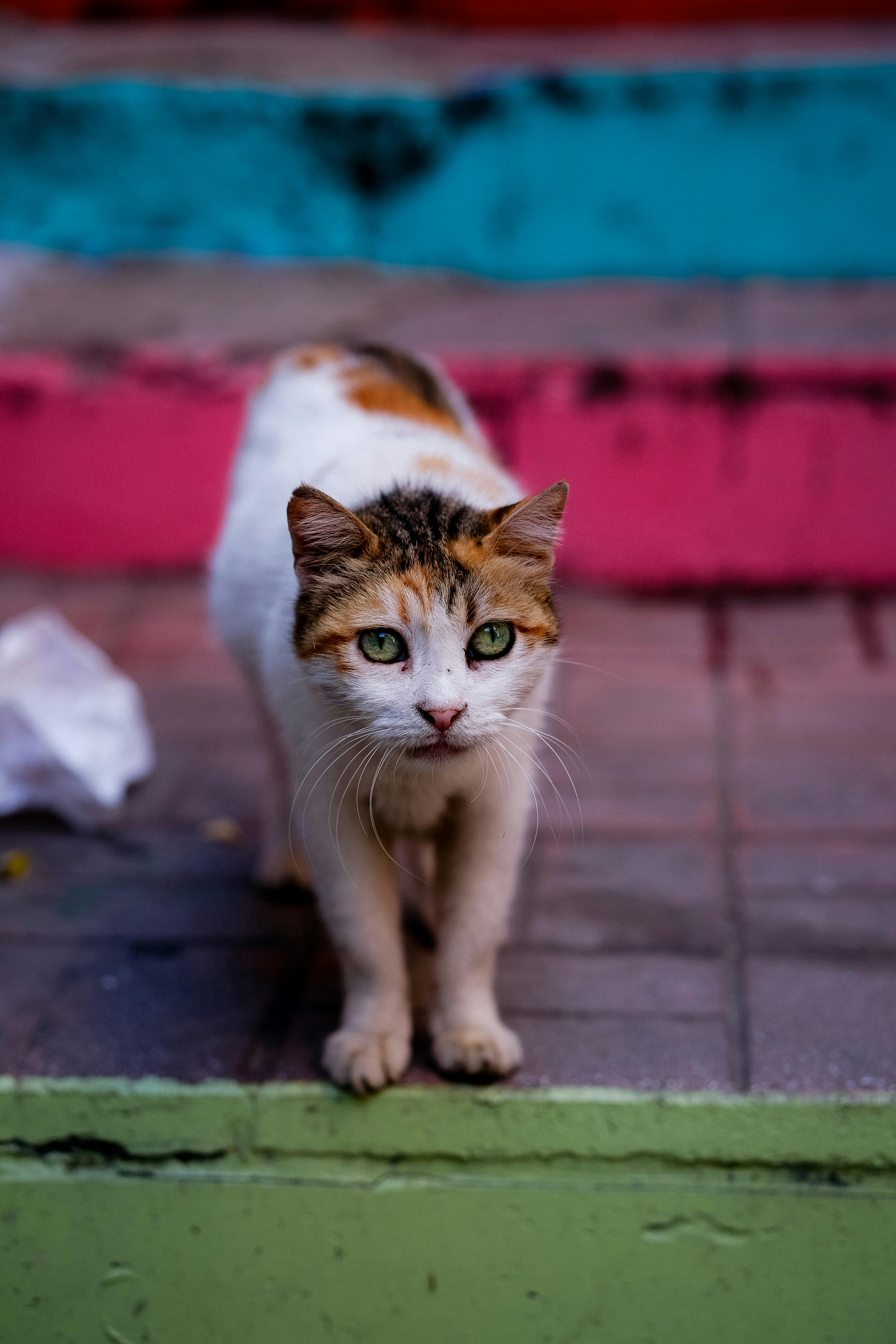 An Adorable Tabby Cat · Free Stock Photo