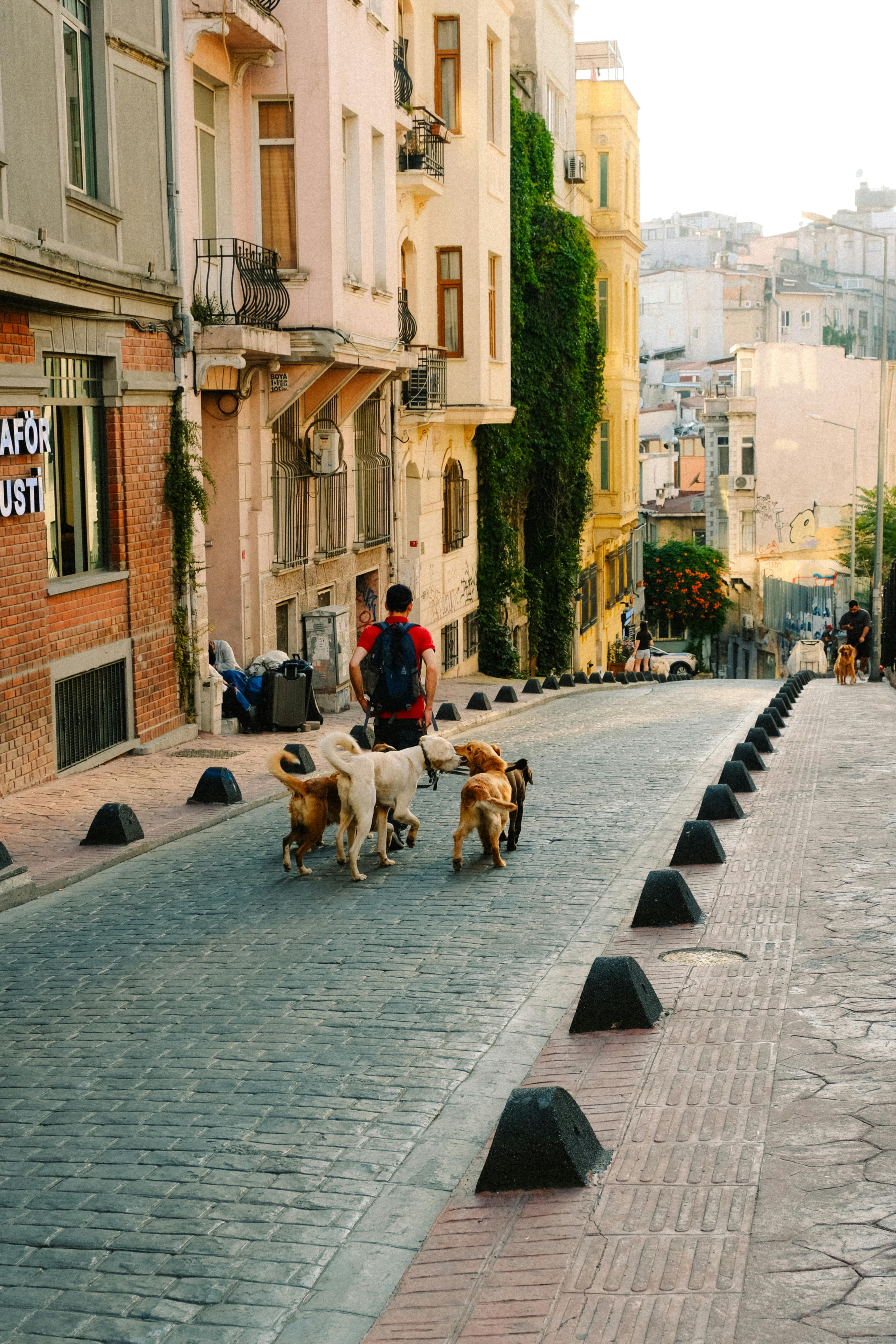 Man Walking Dogs in City in Turkey · Free Stock Photo