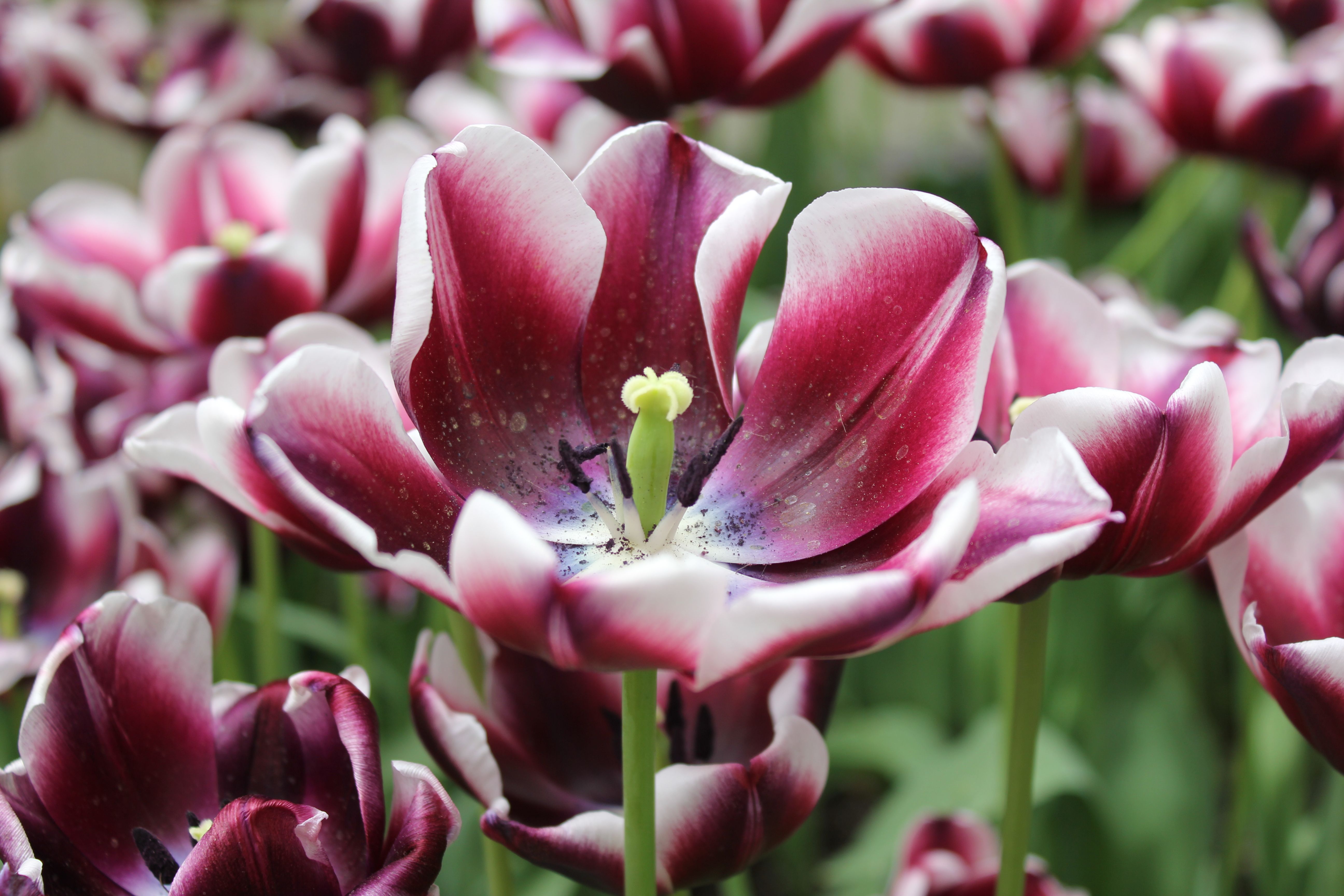 Red Tulip Flower On Book Page · Free Stock Photo
