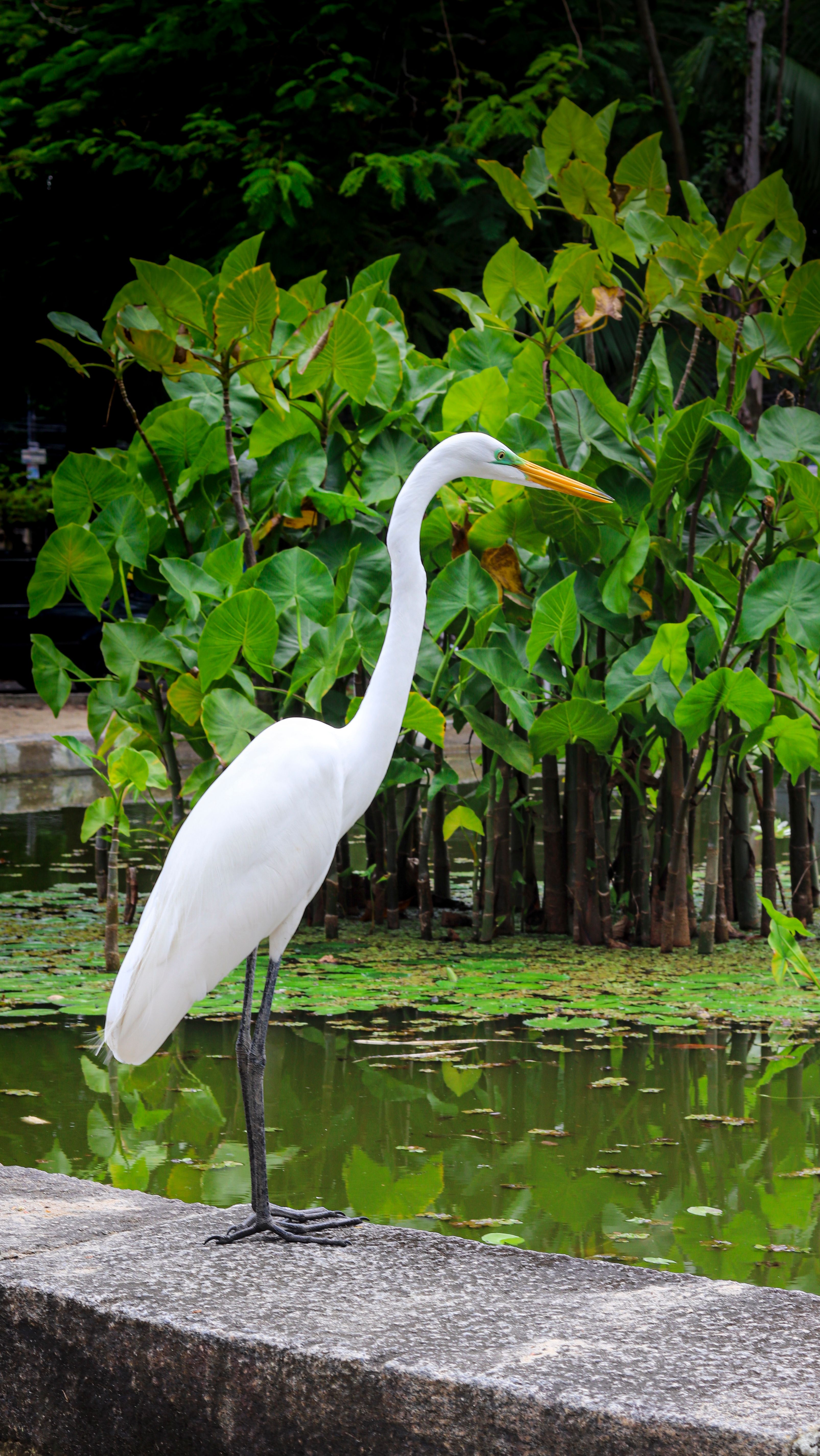 Graceful Great Egret by a Verdant Lagoon · Free Stock Photo