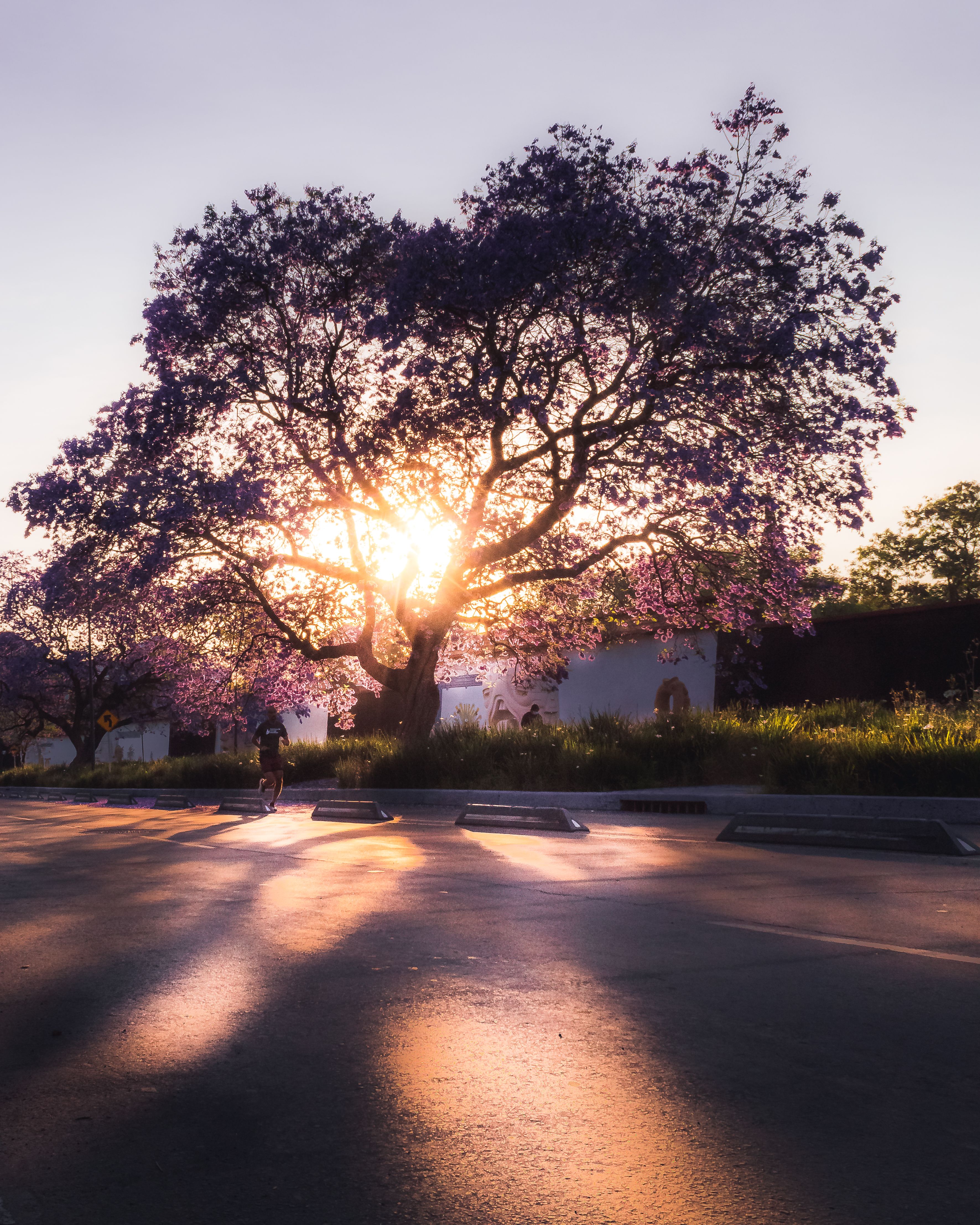 Sun Behind Tree · Free Stock Photo