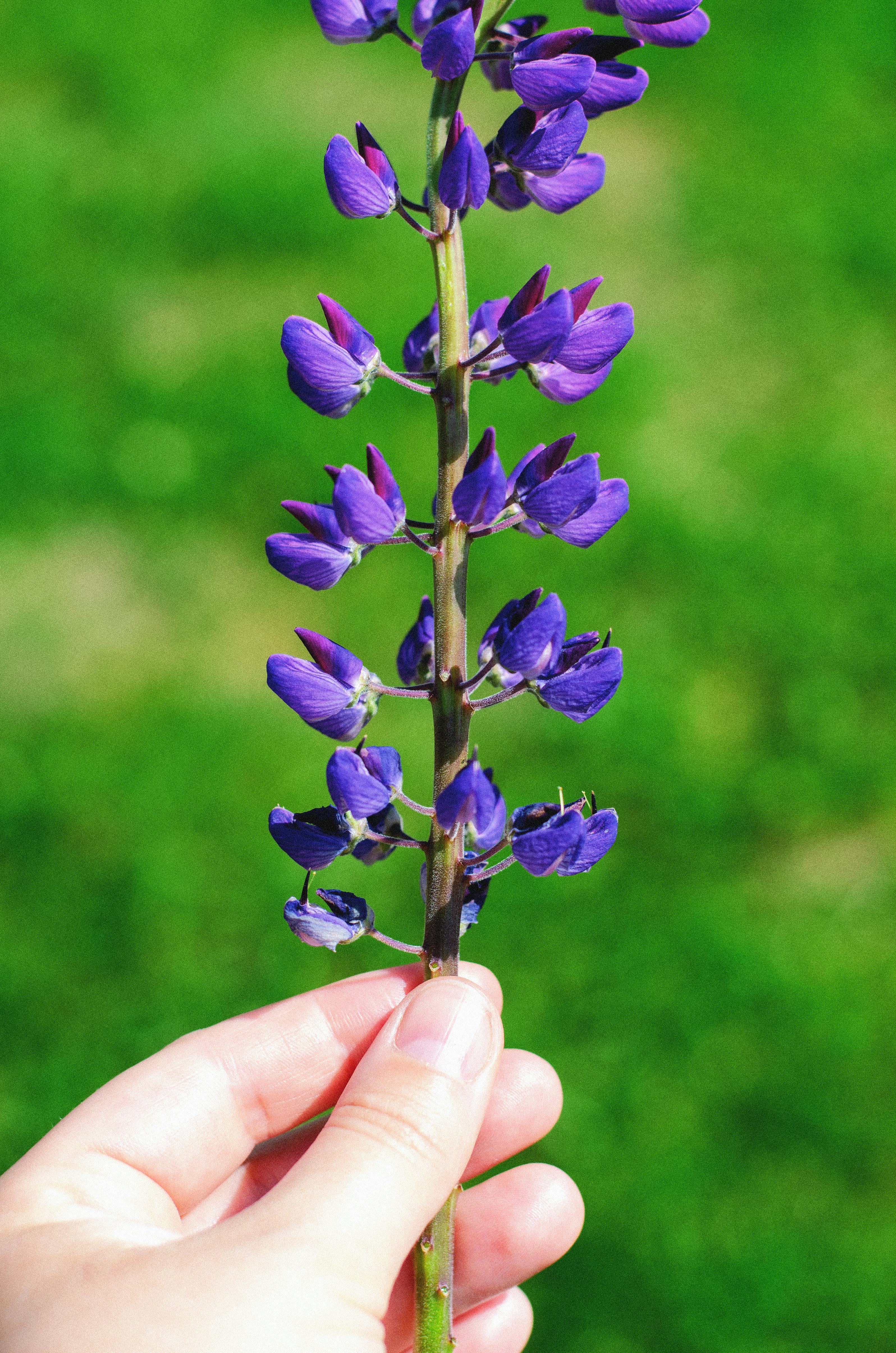 Purple Flowers on Persons Hand · Free Stock Photo