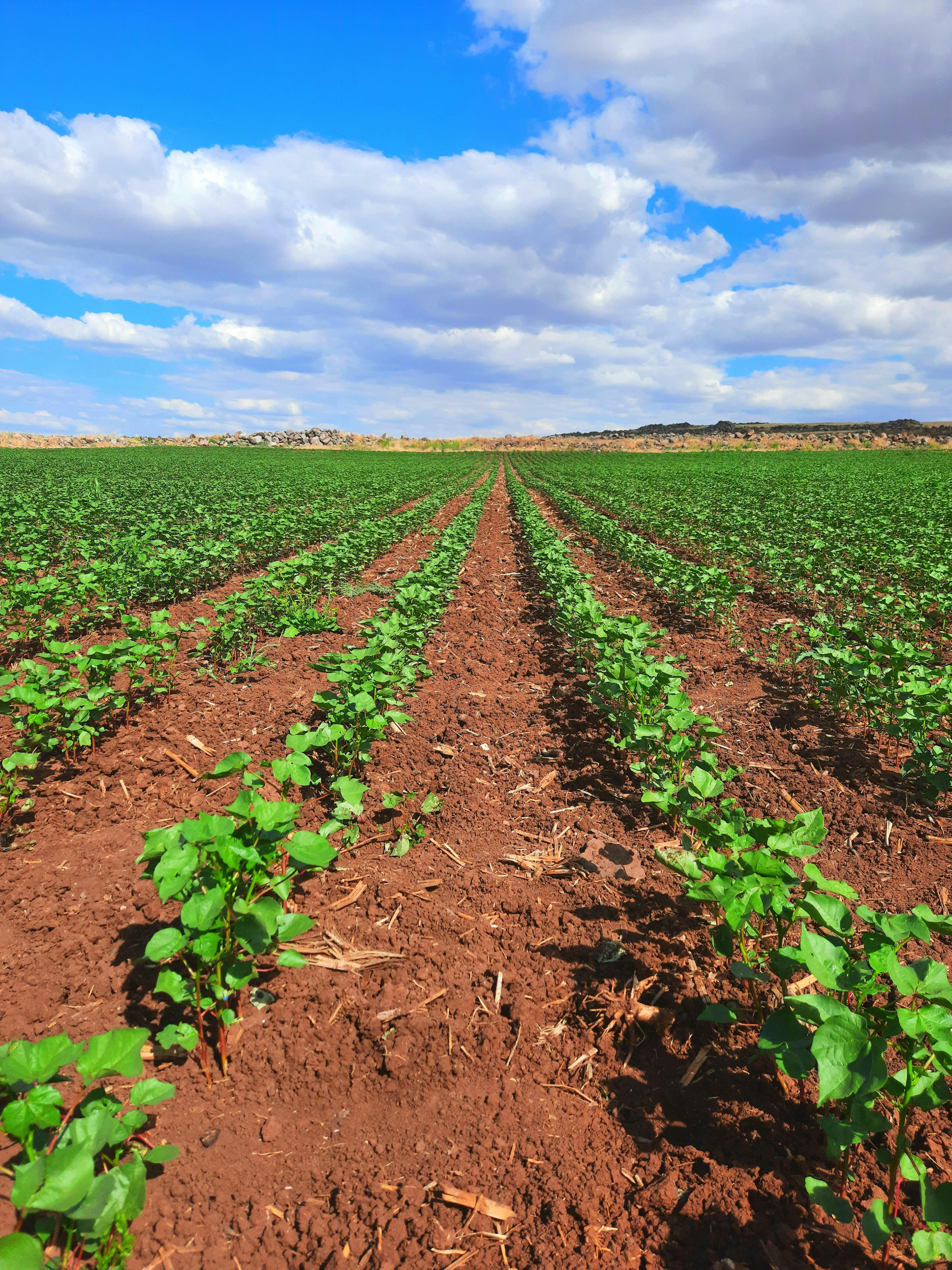 Foto de stock gratuita sobre agricultura, agricultura ecológica ...