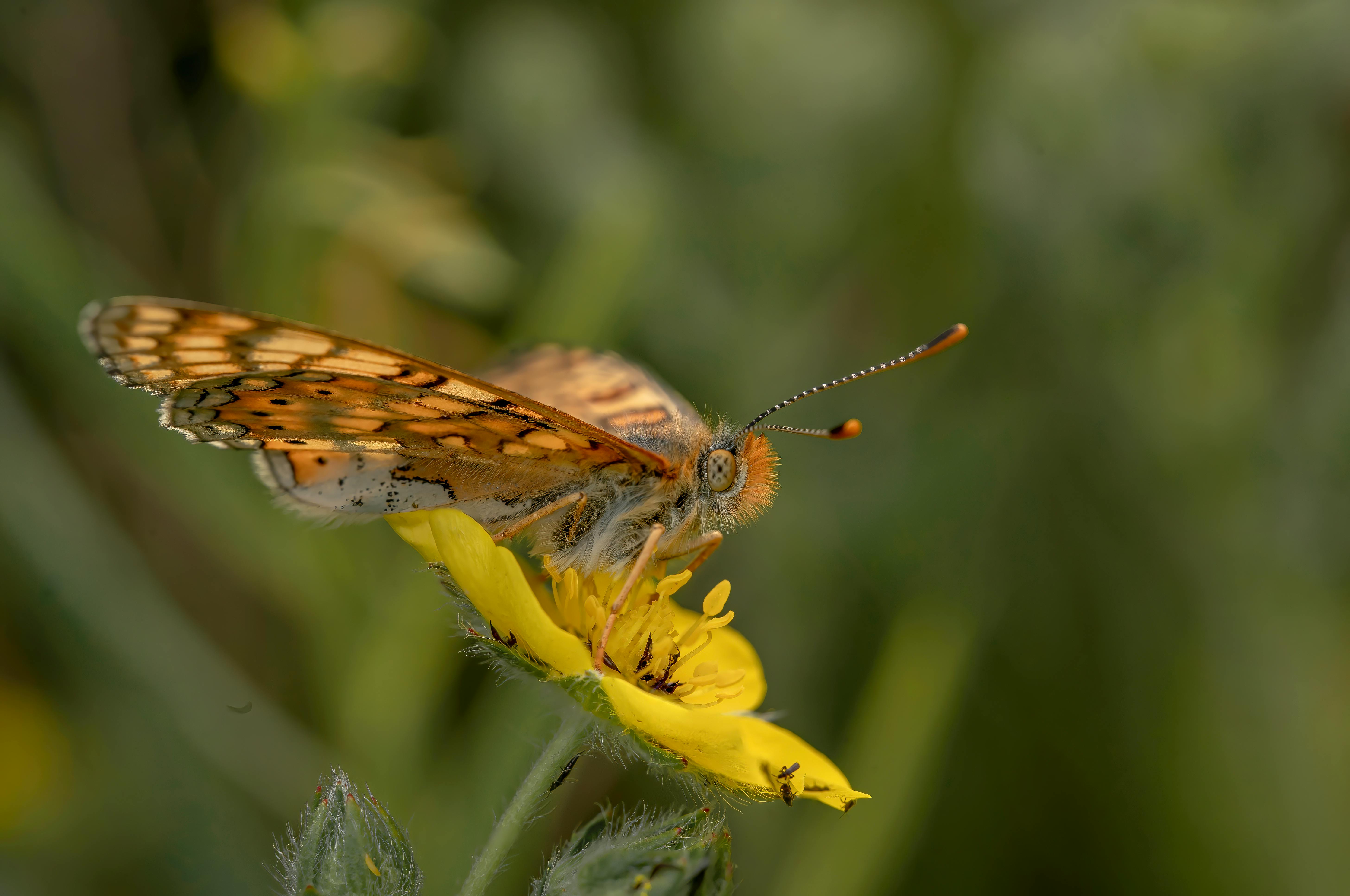Selective Focus Photo of Butterfly Perched on Flower Bud · Free Stock Photo