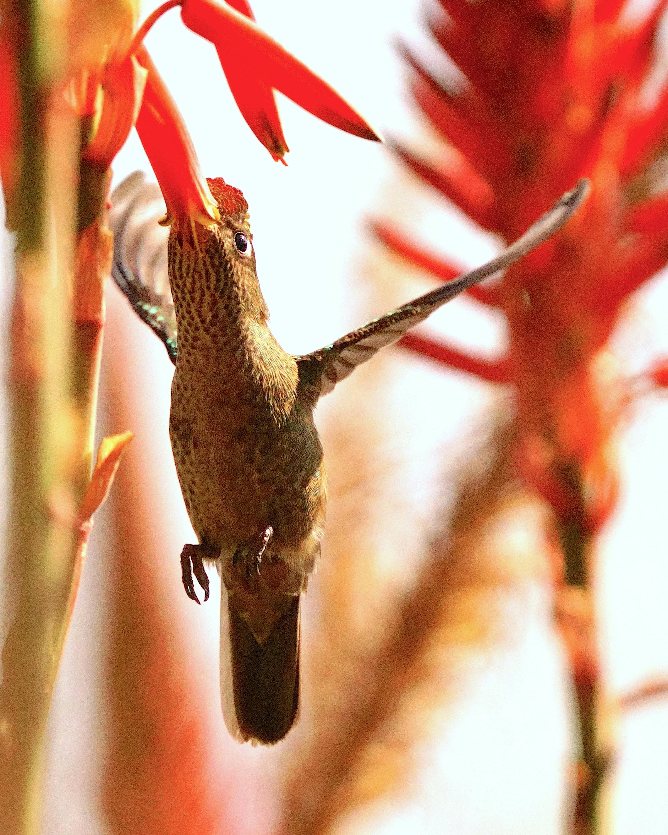 A Hummingbird in Close-Up Photography · Free Stock Photo
