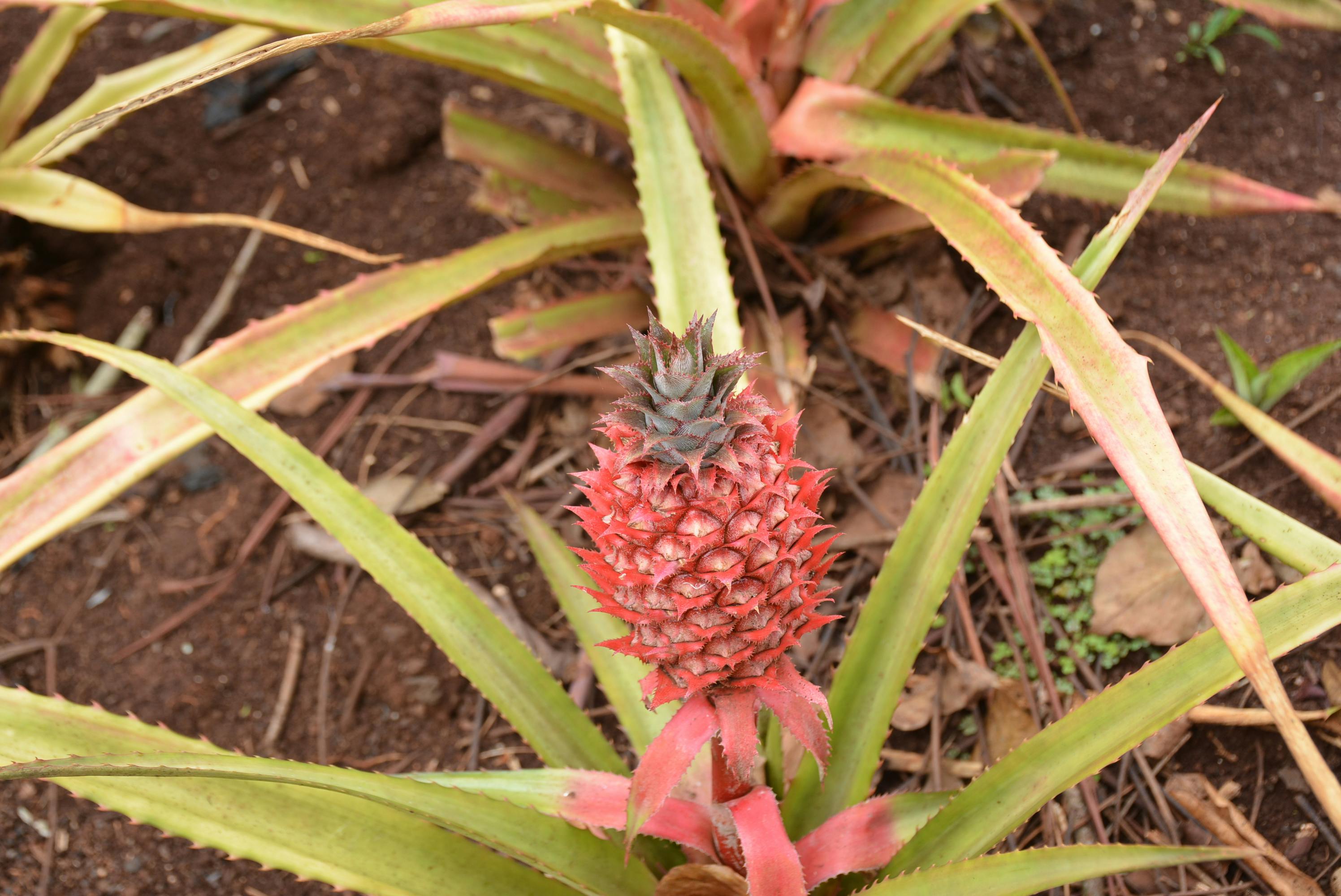 Red Spanish Pineapple Photos, Download The BEST Free Red Spanish ...