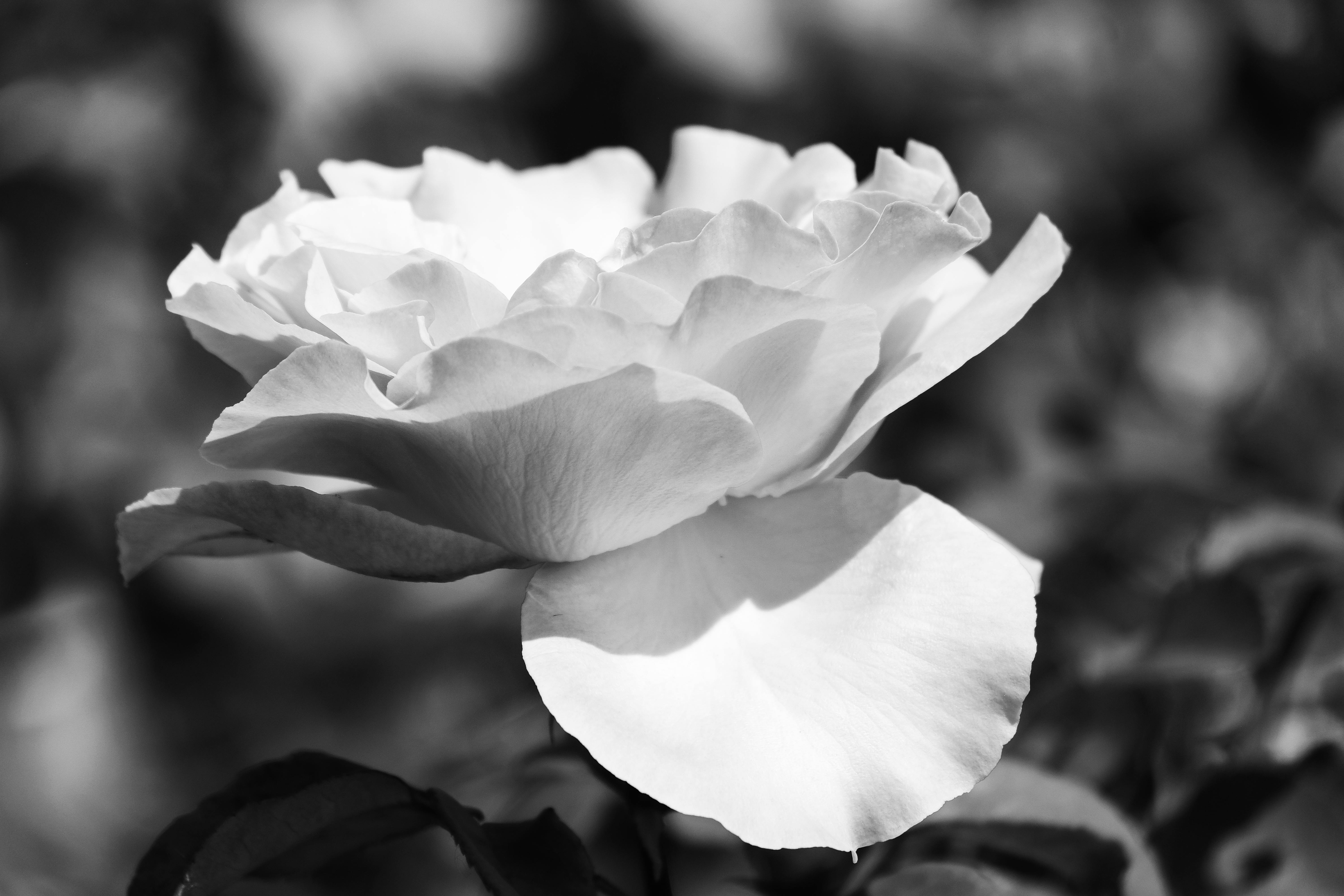 Grayscale Photo of Rose Flower · Free Stock Photo