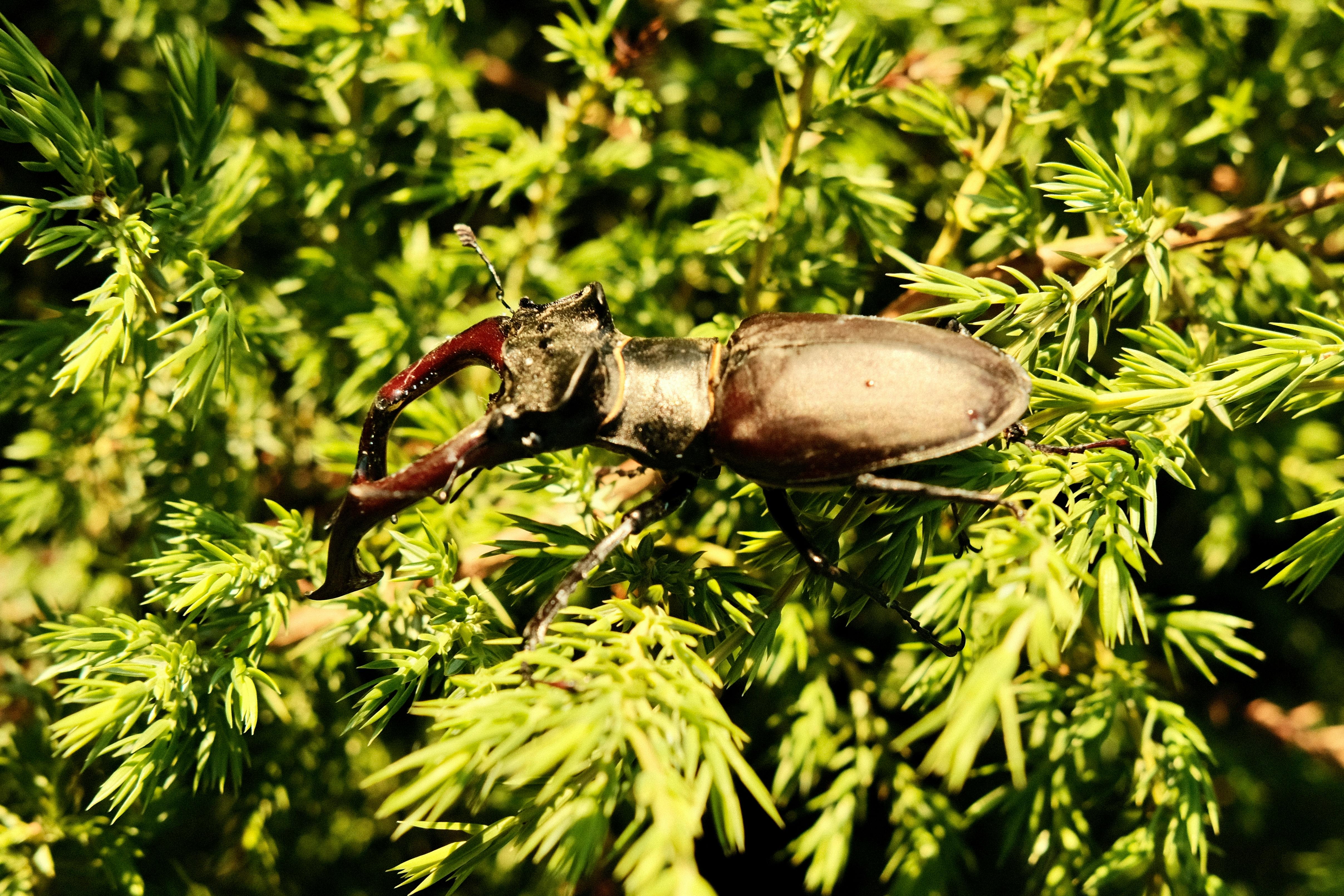 Close-Up Photo of a Stag Beetle on Green Leaves · Free Stock Photo