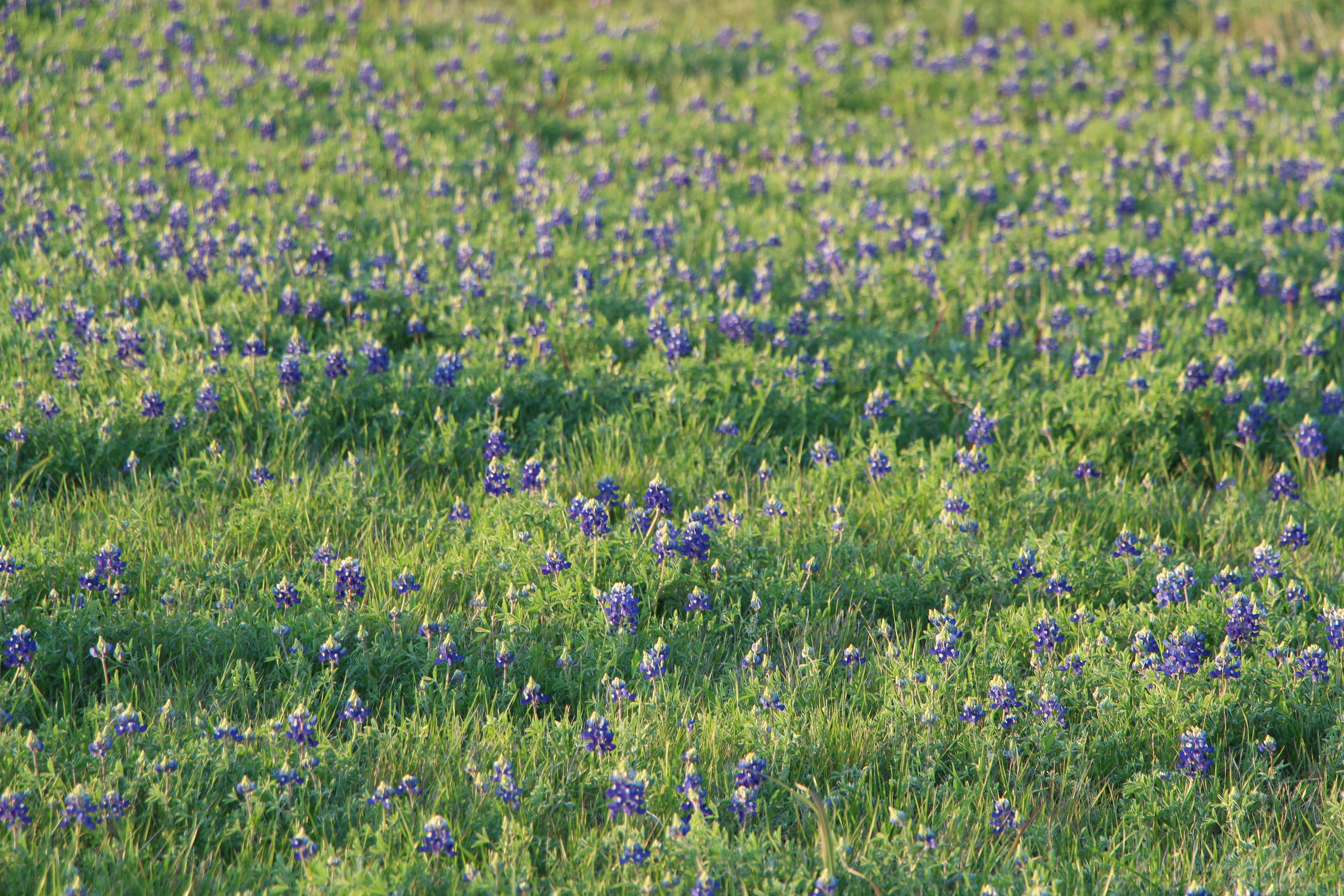 A Field with Purple Flowers · Free Stock Photo