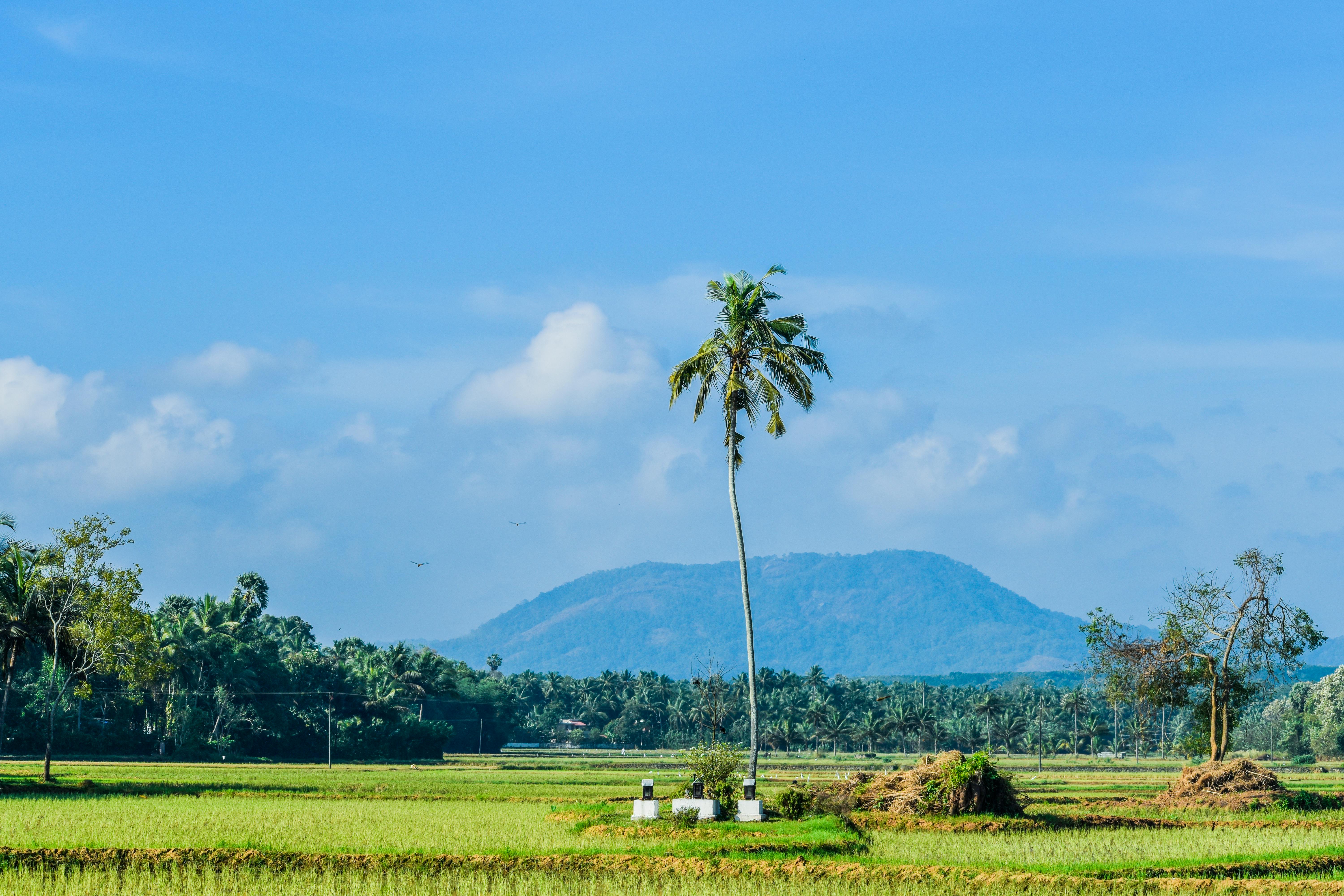 A Palm Tree in a Farm Field · Free Stock Photo