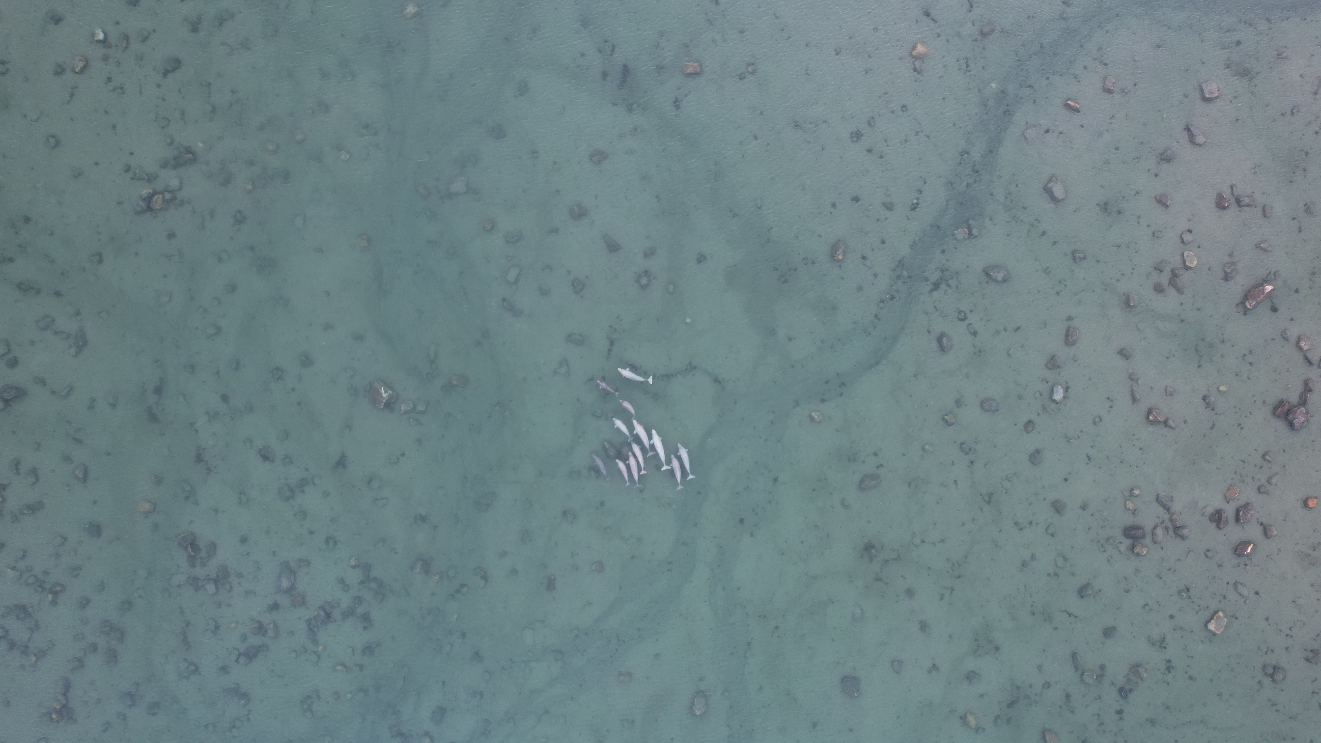 Aerial View of Dolphins Swimming · Free Stock Photo