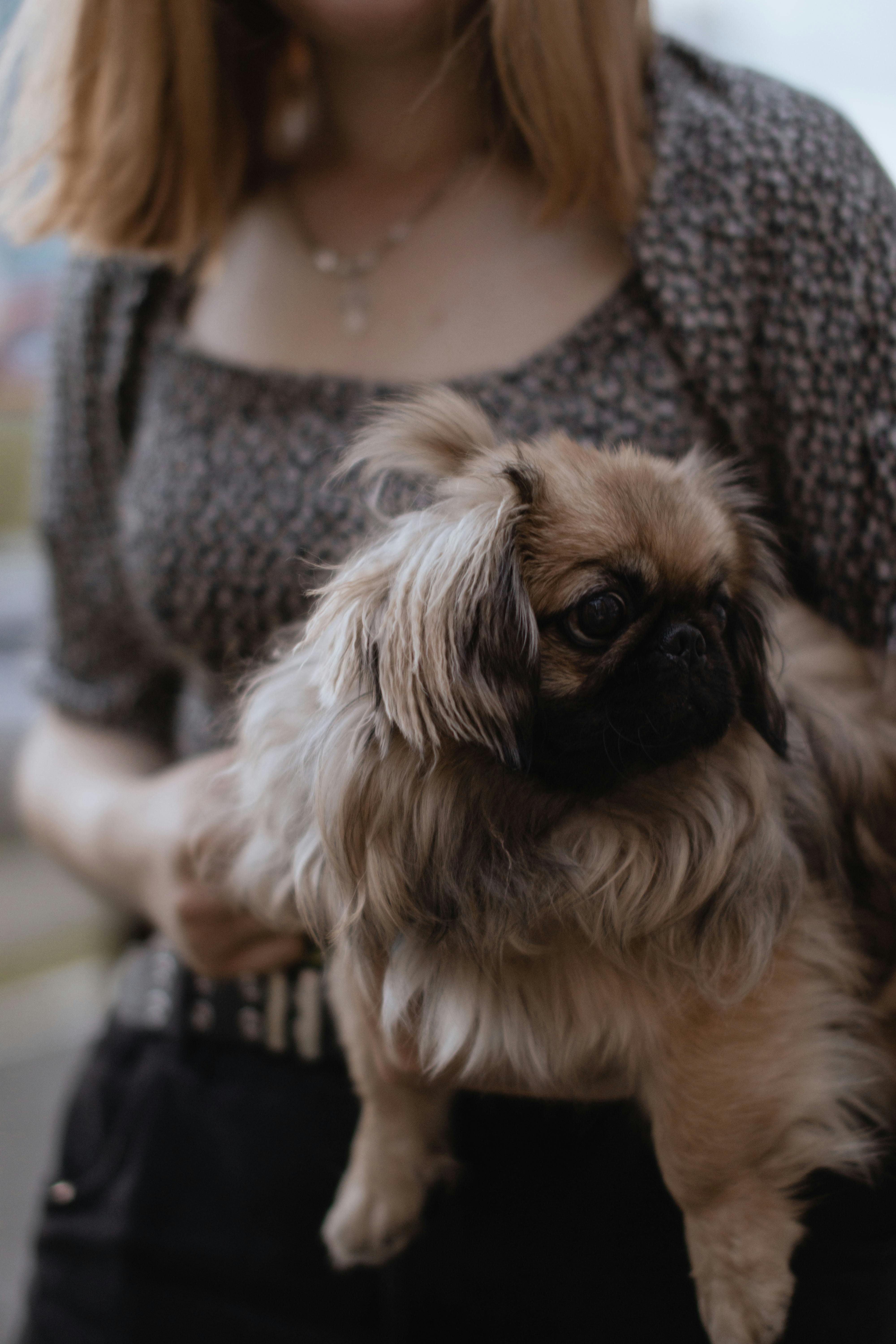 Cute Little Pekingese Dog Sitting on Person's Lap · Free Stock Photo
