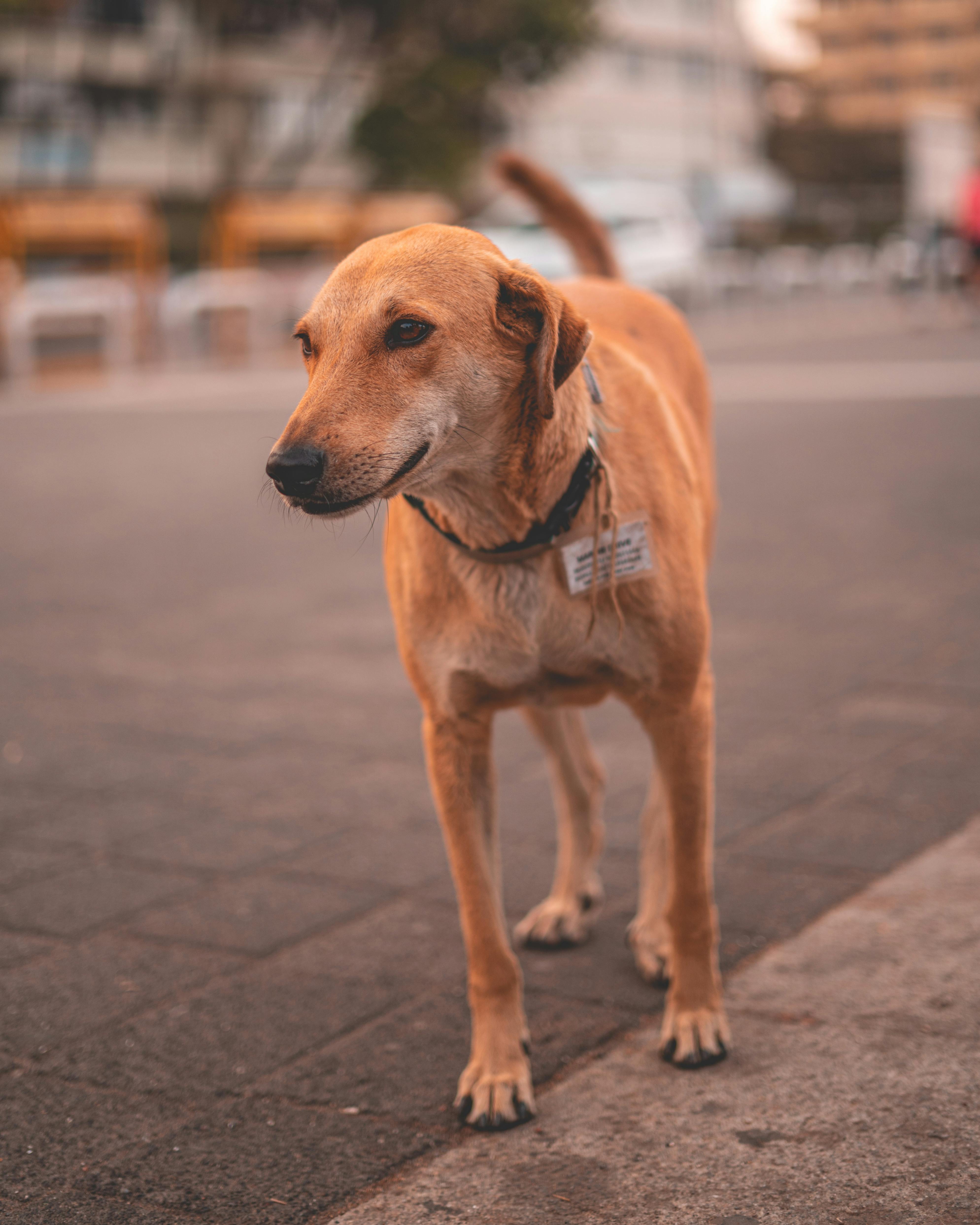Brown Dog Standing on the Street while Looking Afar · Free Stock Photo