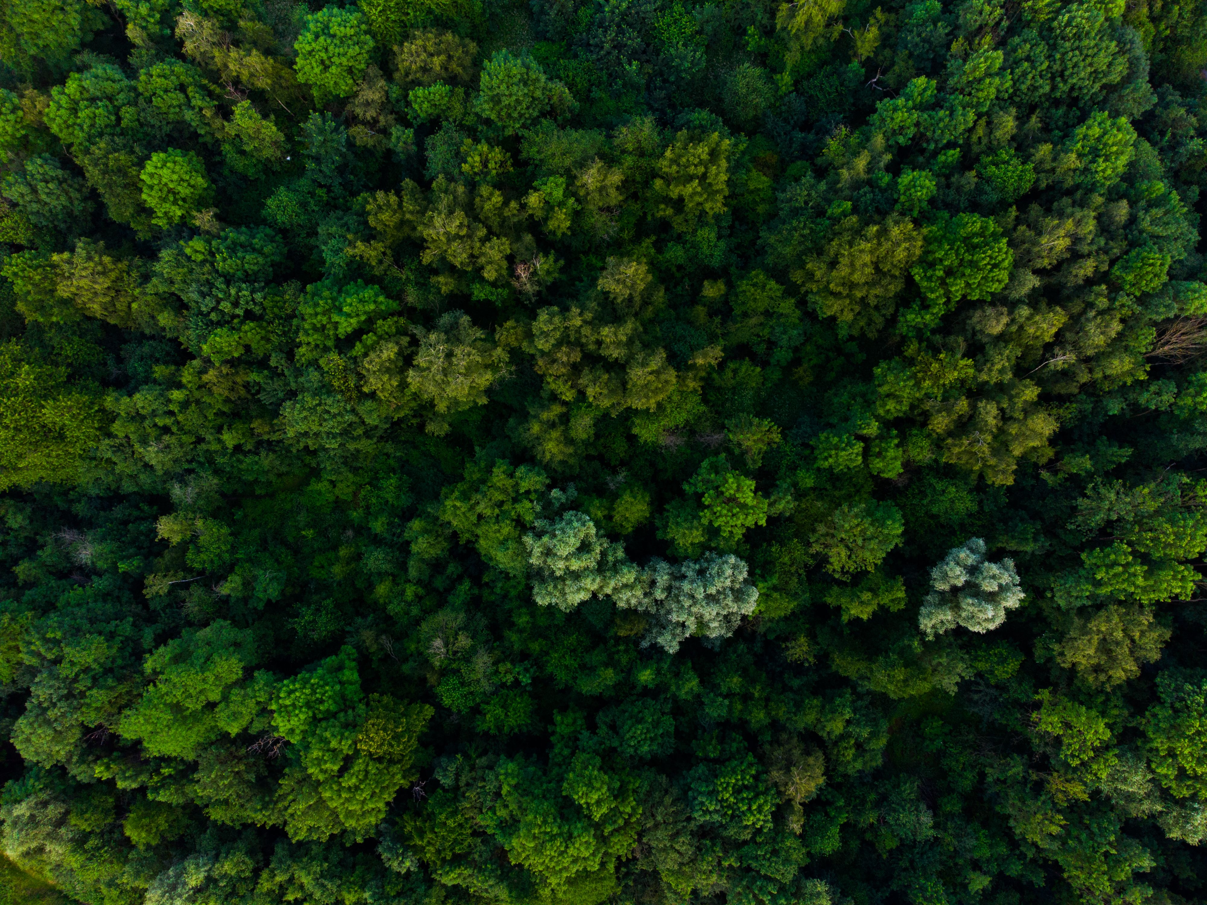 Drone Shot of Trees · Free Stock Photo