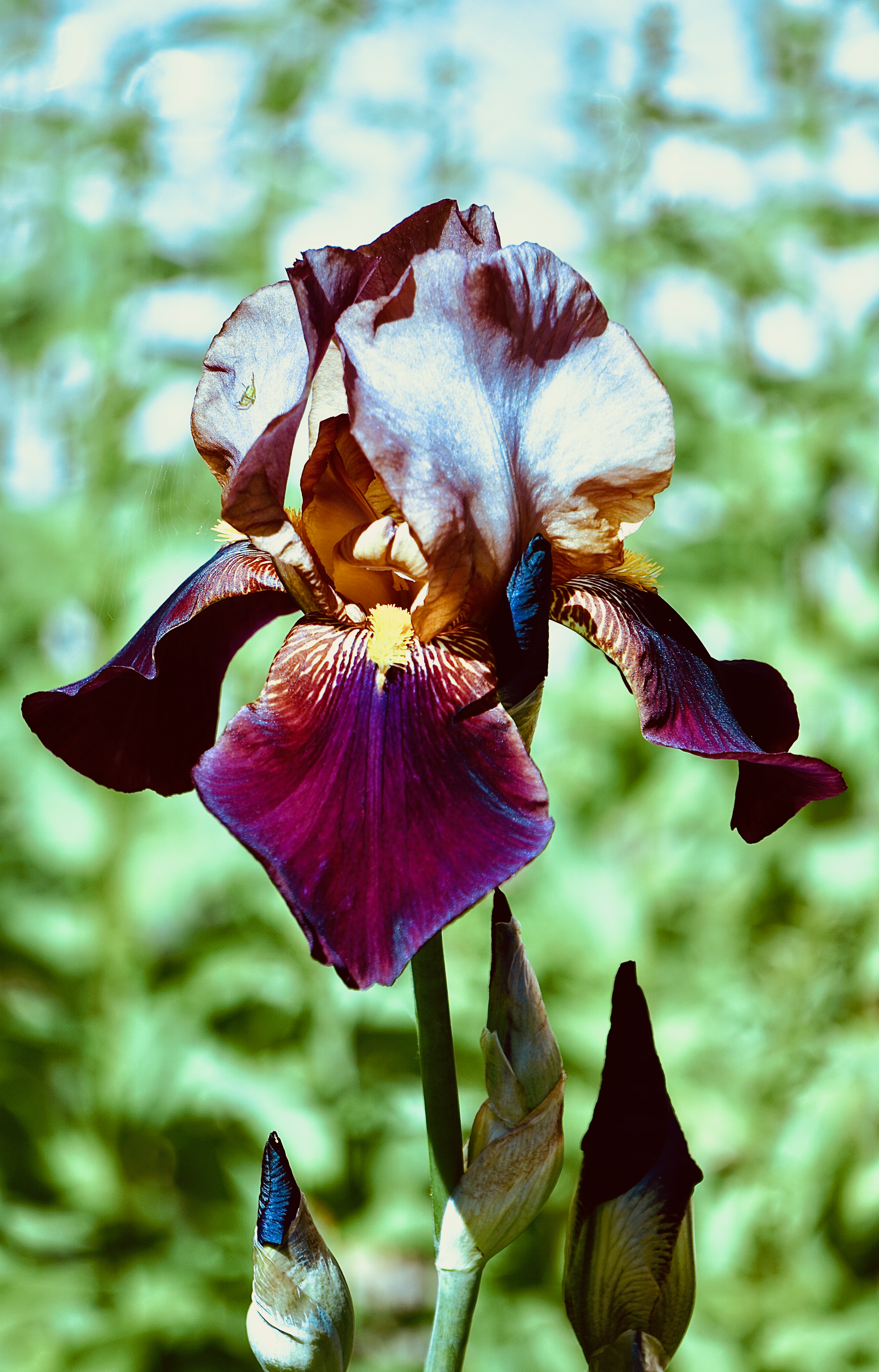 A Close-Up Shot of a Bearded Iris Flower · Free Stock Photo