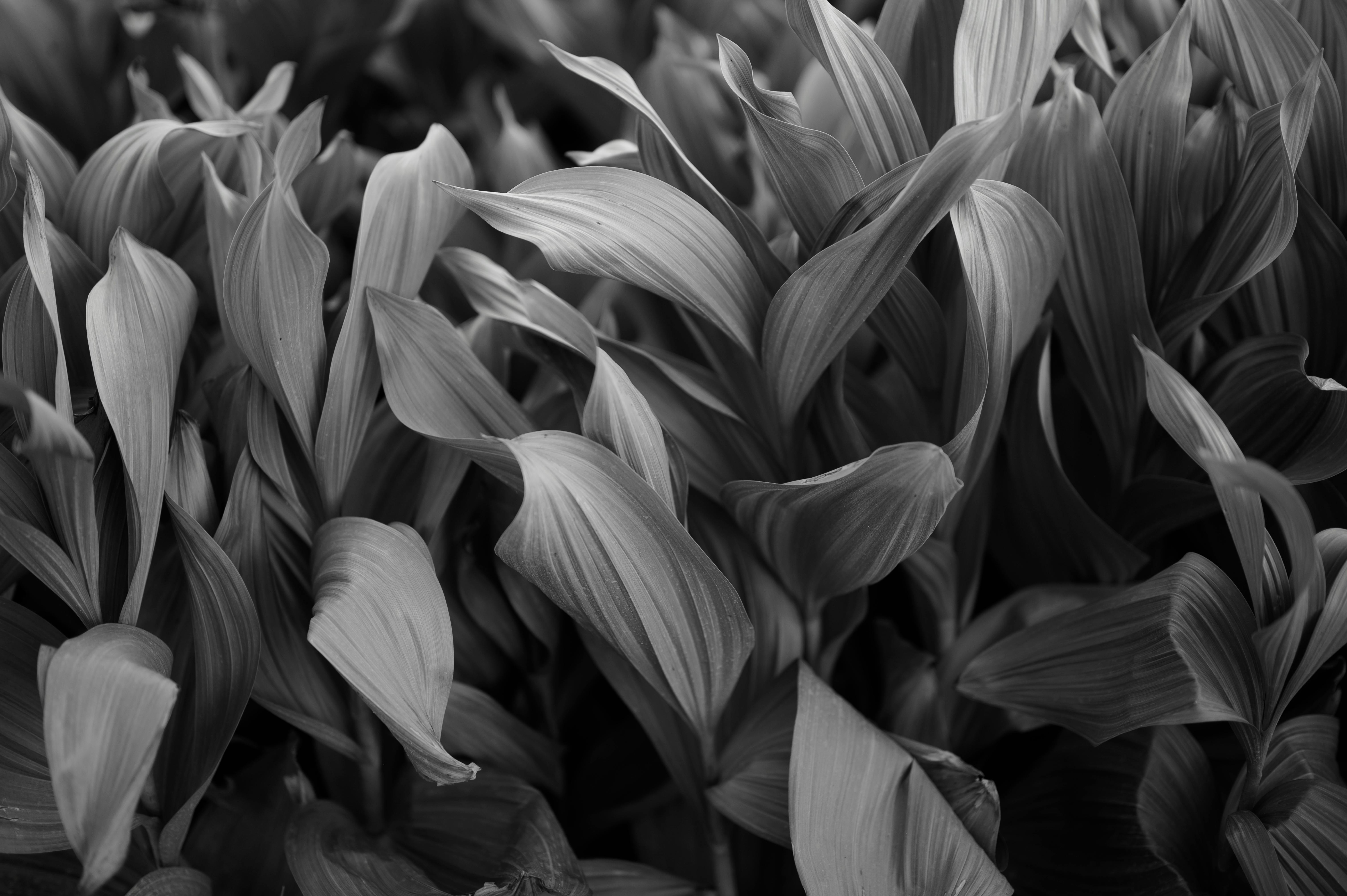 Grayscale Photo of Leaves · Free Stock Photo
