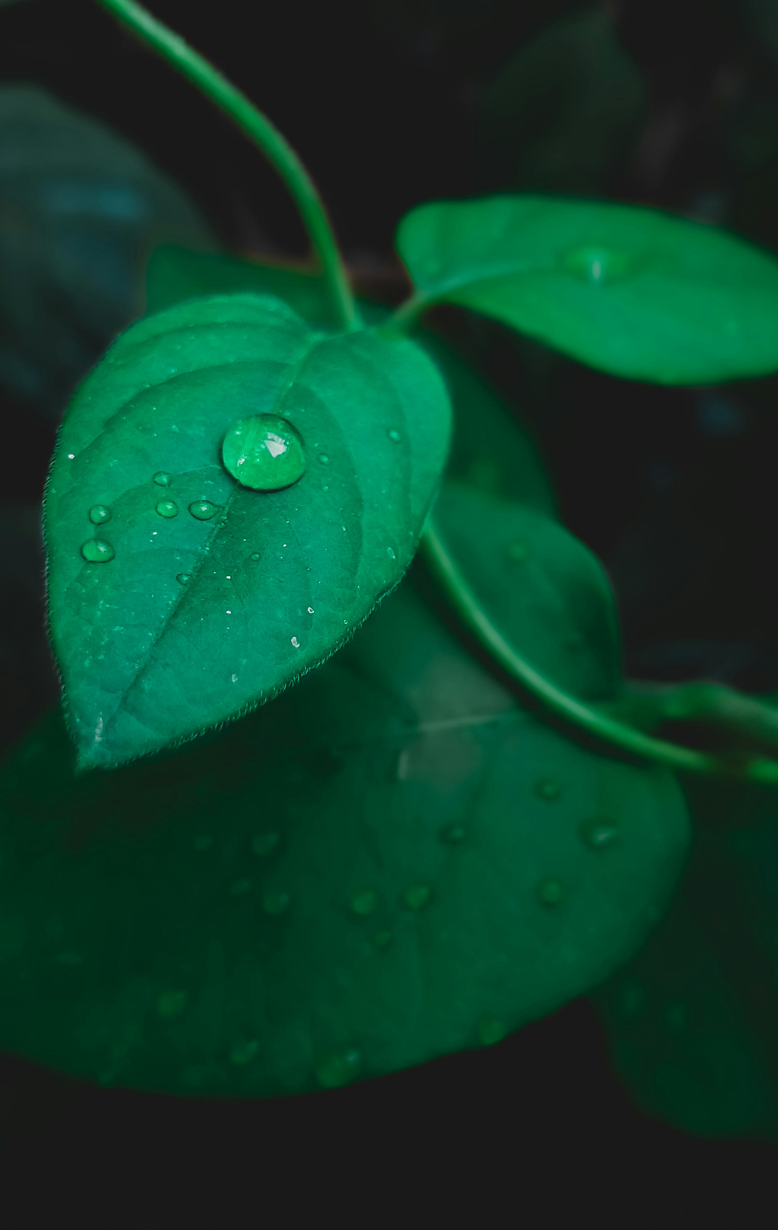 Green Leaf Plant With Water Droplets · Free Stock Photo