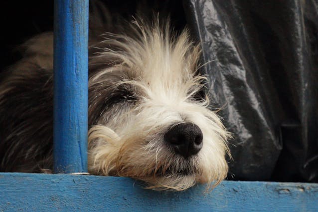 Exploring the Diverse World of Terrier Breeds and Variations