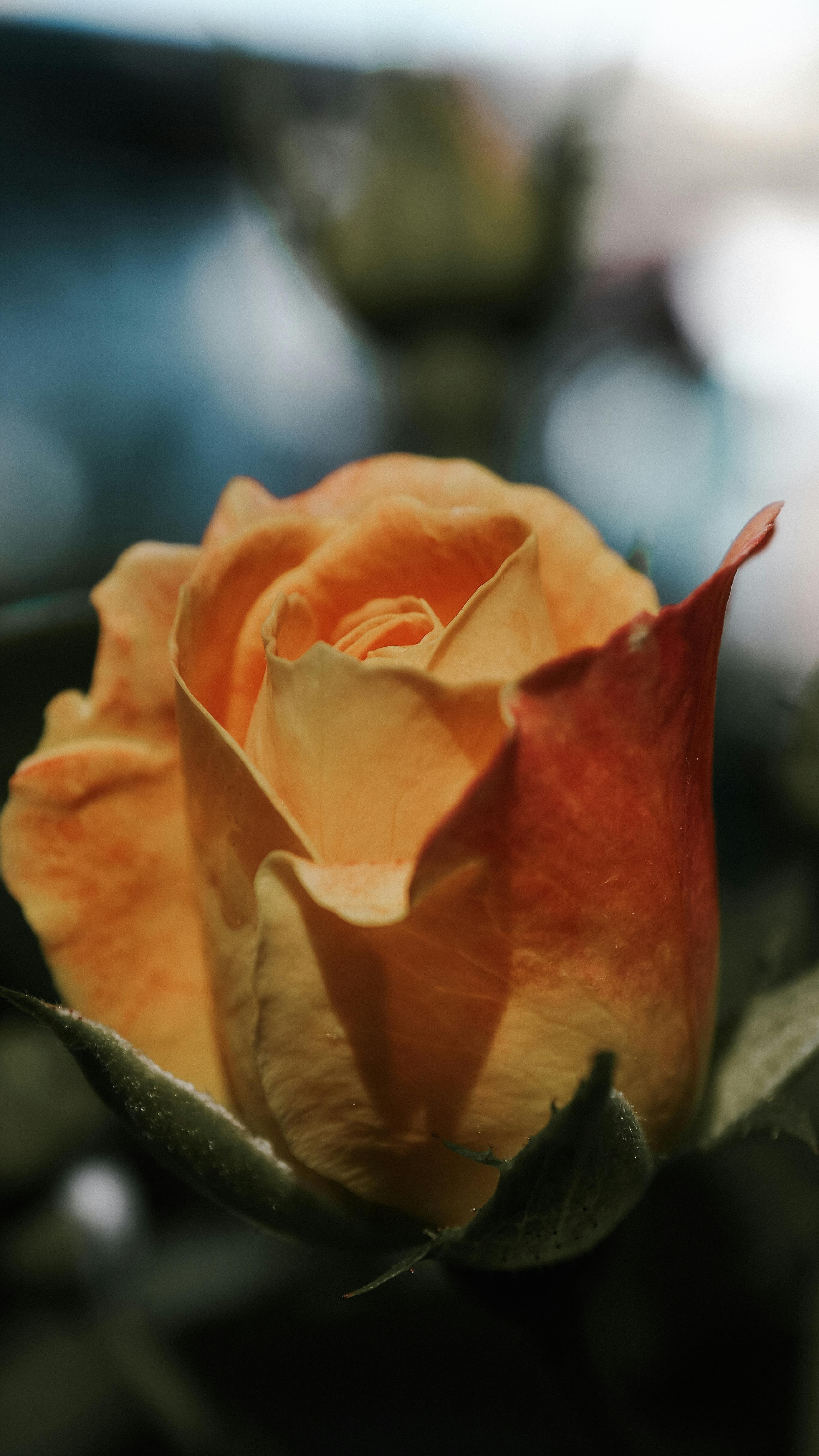 Rose Follwer Photos, Download Free Rose Follwer Stock Photos & HD Images