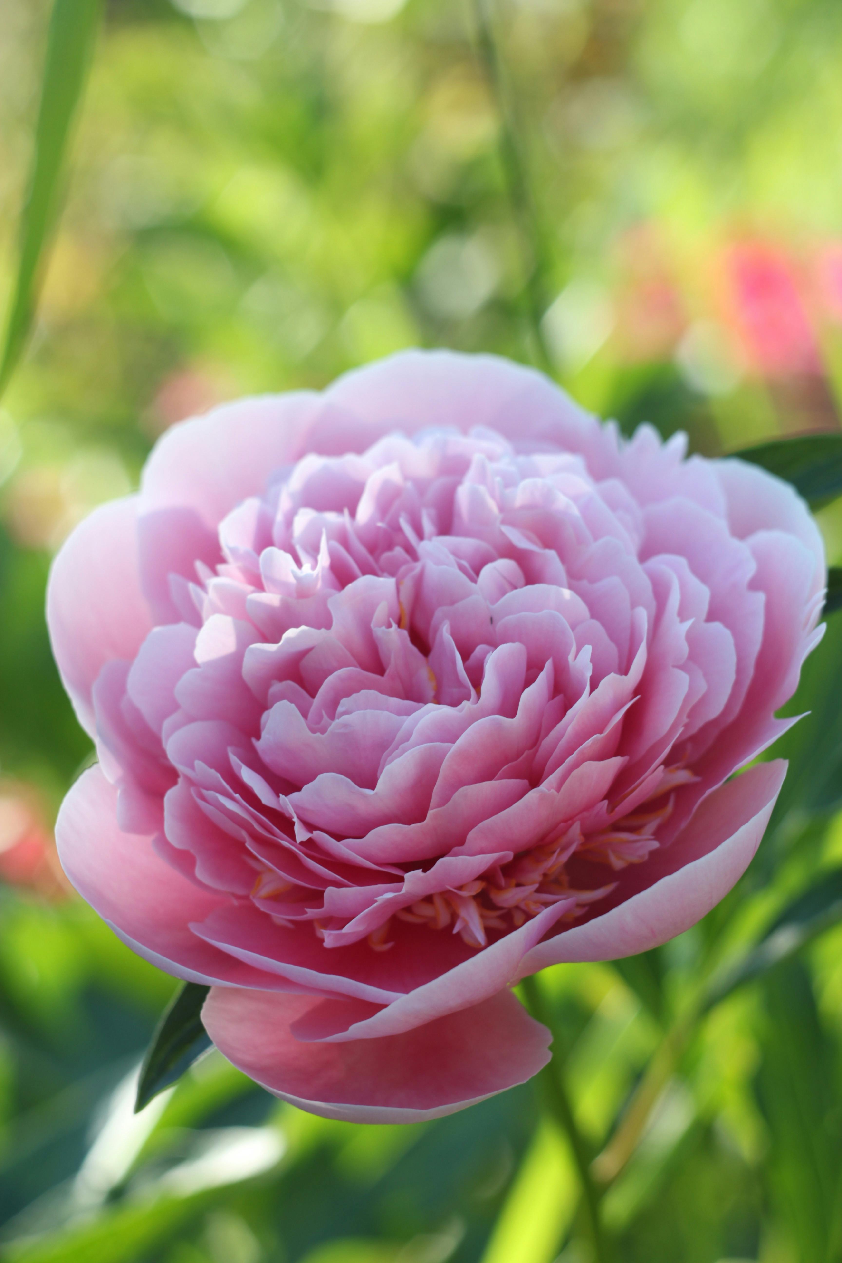 Shallow Focus Photography of Pink Flower · Free Stock Photo