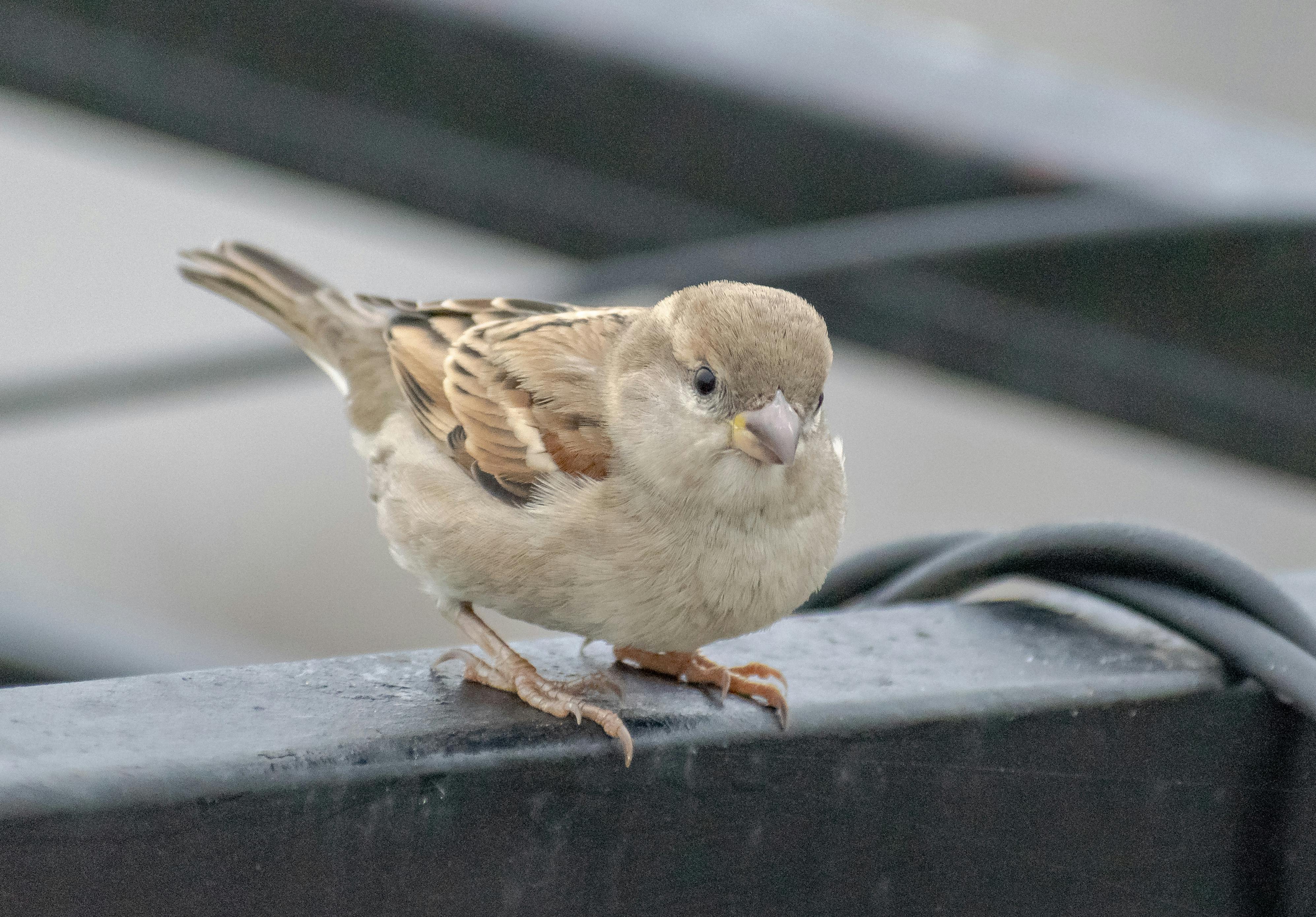 Close-Up Shot of a House Sparrow · Free Stock Photo