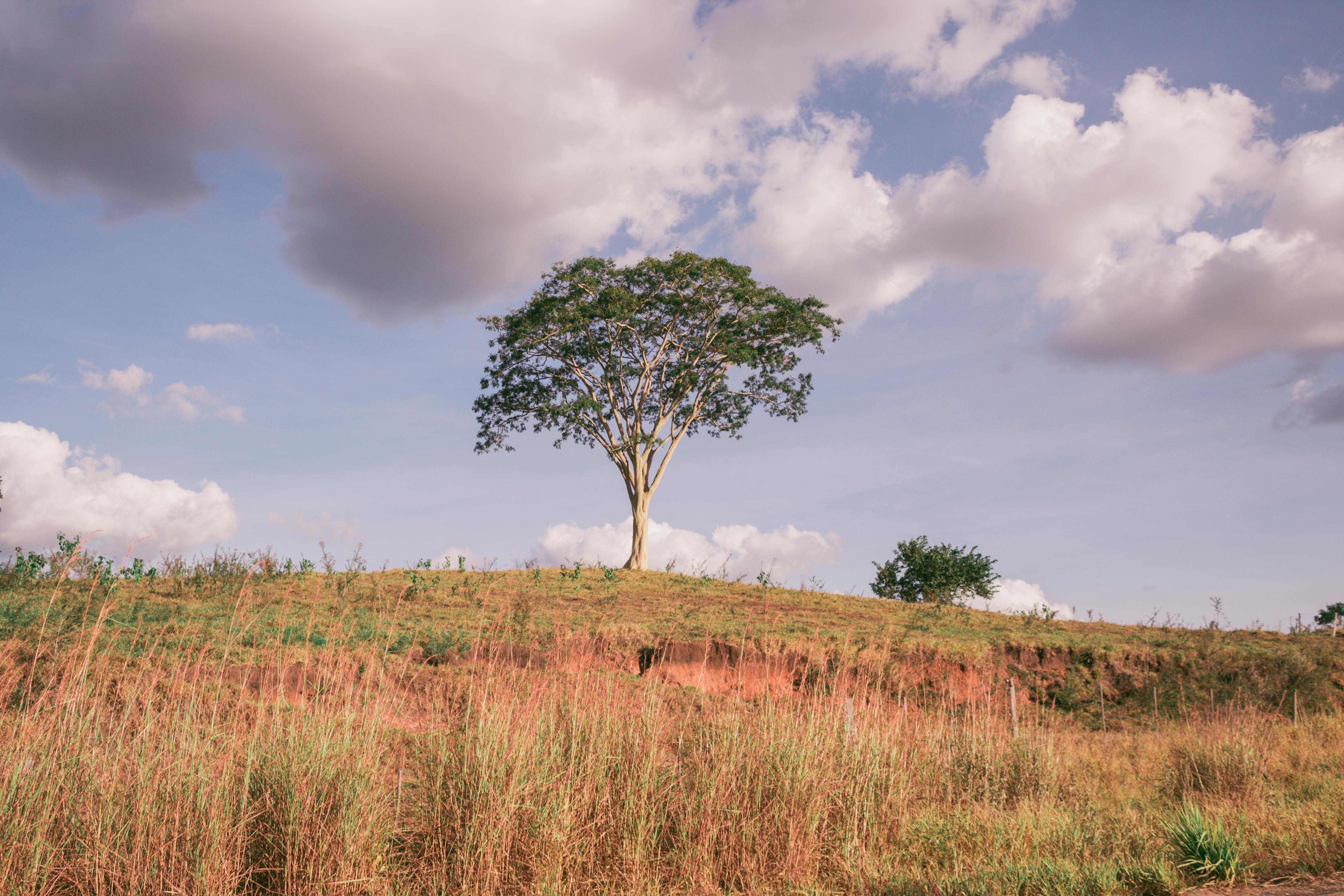 Green Grass Field Surrounded by Green Trees Under Evening Sky · Free ...