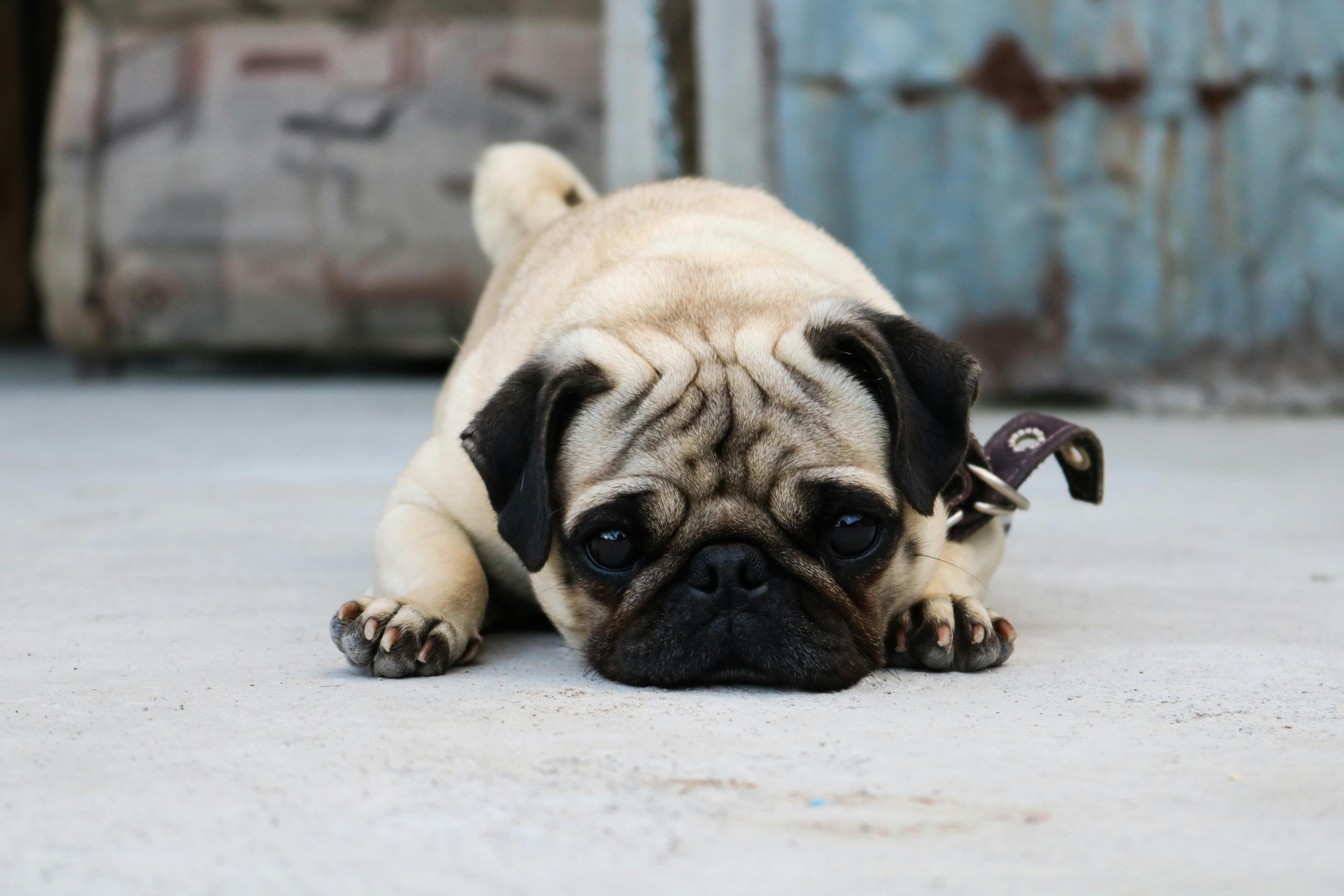 Black Pug on Gray Wooden Floor · Free Stock Photo