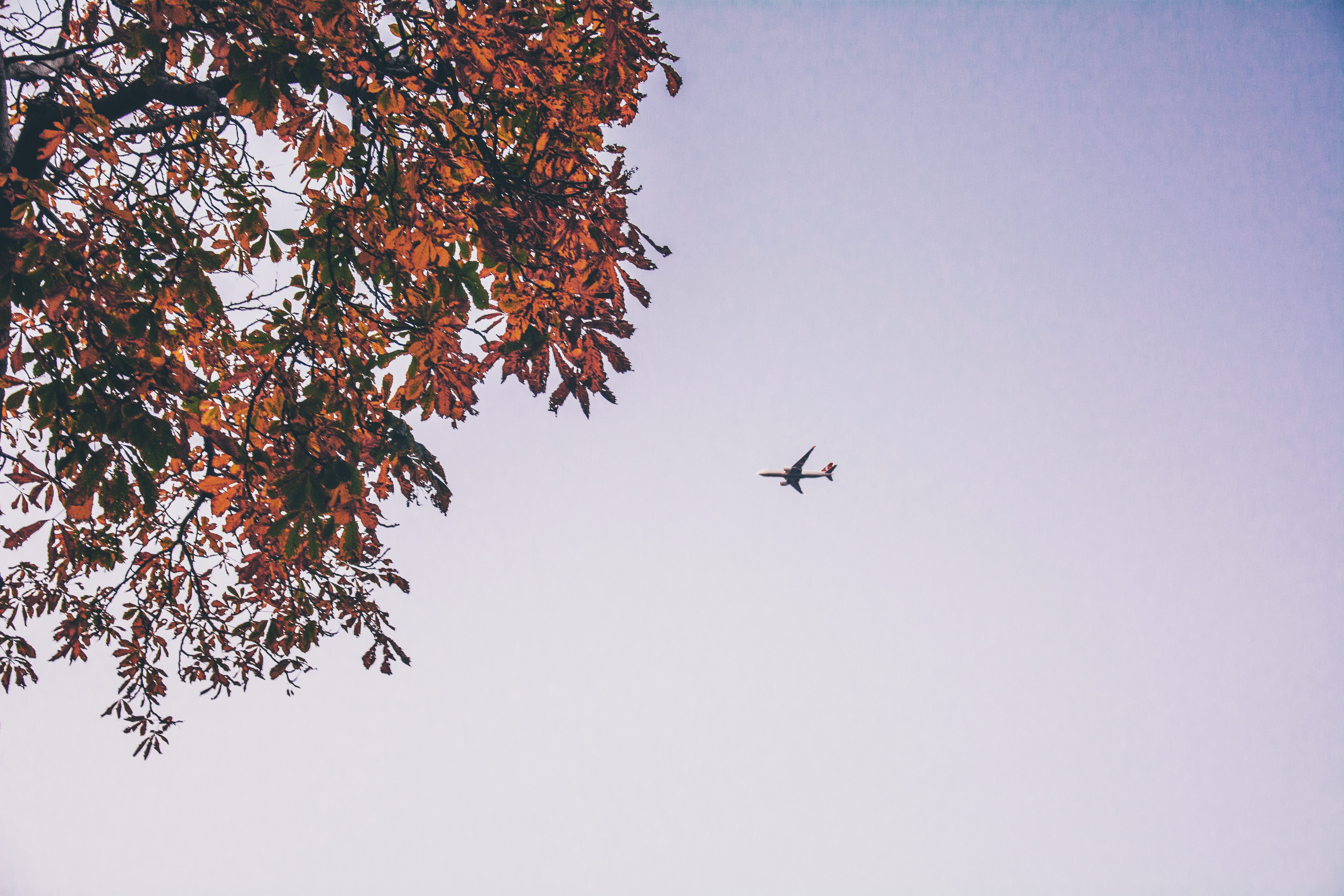 Airplane on Evening Sky · Free Stock Photo