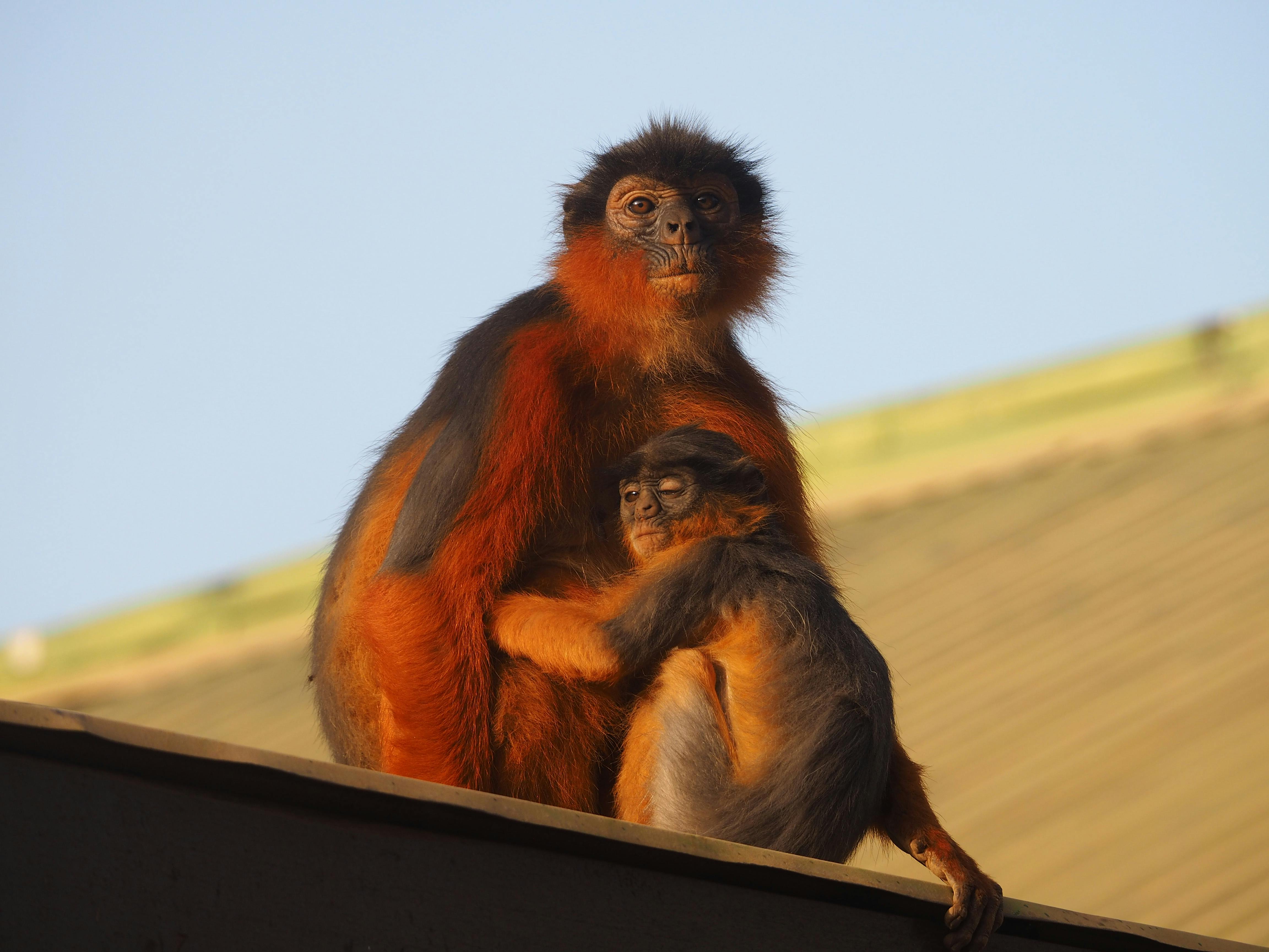 Photo of Sitting and Hugging Monkeys · Free Stock Photo
