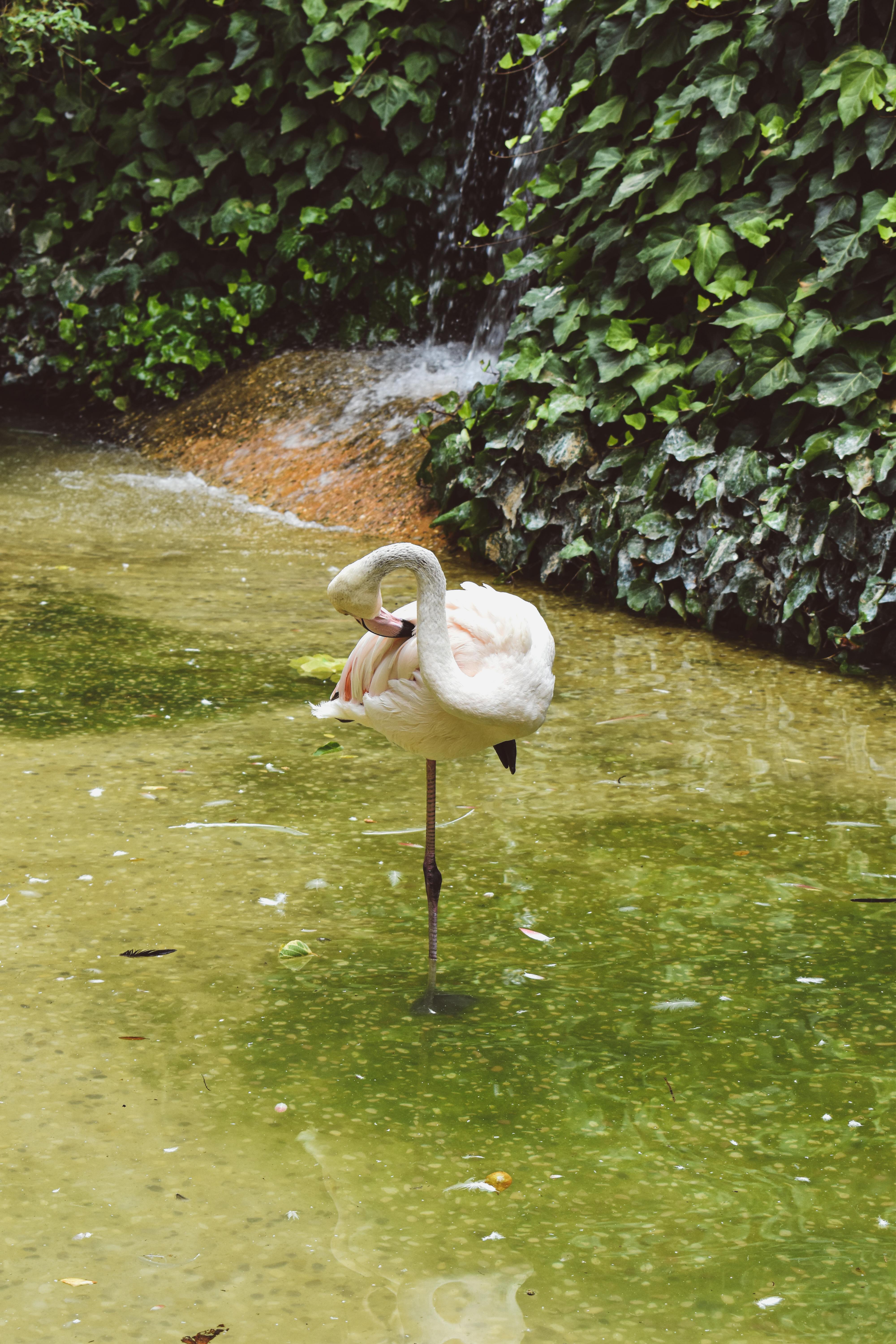 Flamingo Legs Photos, Download The BEST Free Flamingo Legs Stock Photos ...