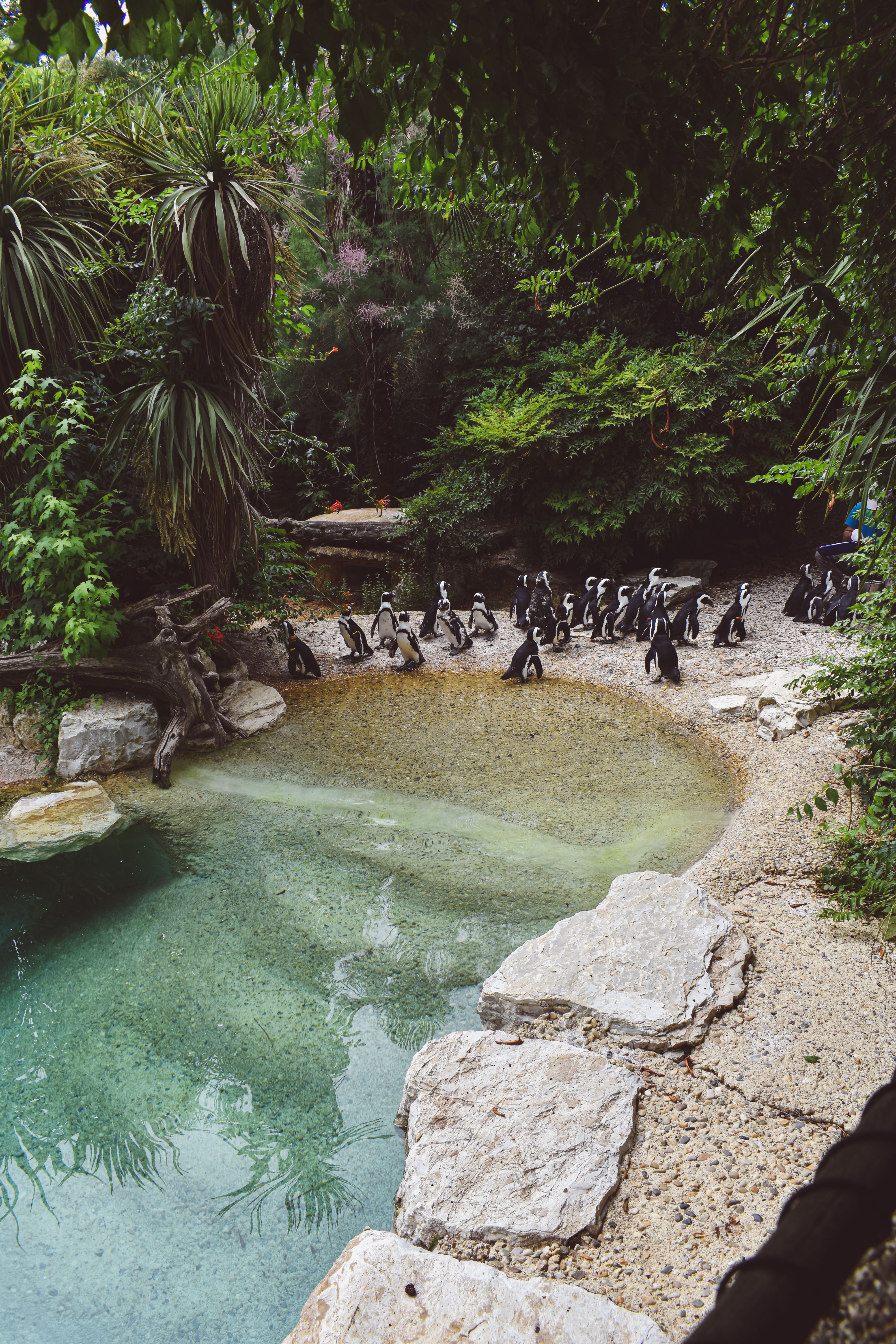 Penguins in Zoo · Free Stock Photo