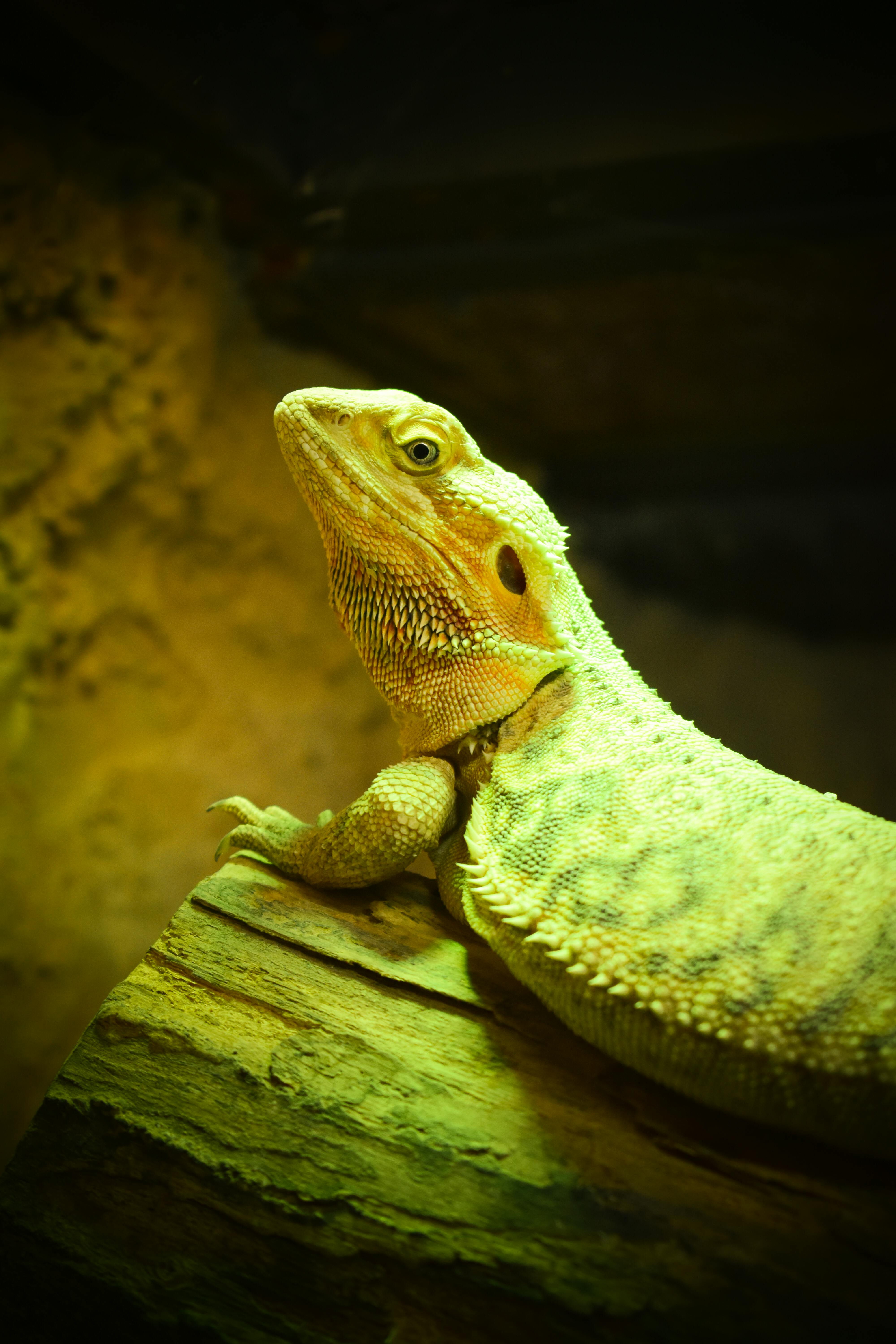 Exotic Lizard Sitting on Wood · Free Stock Photo