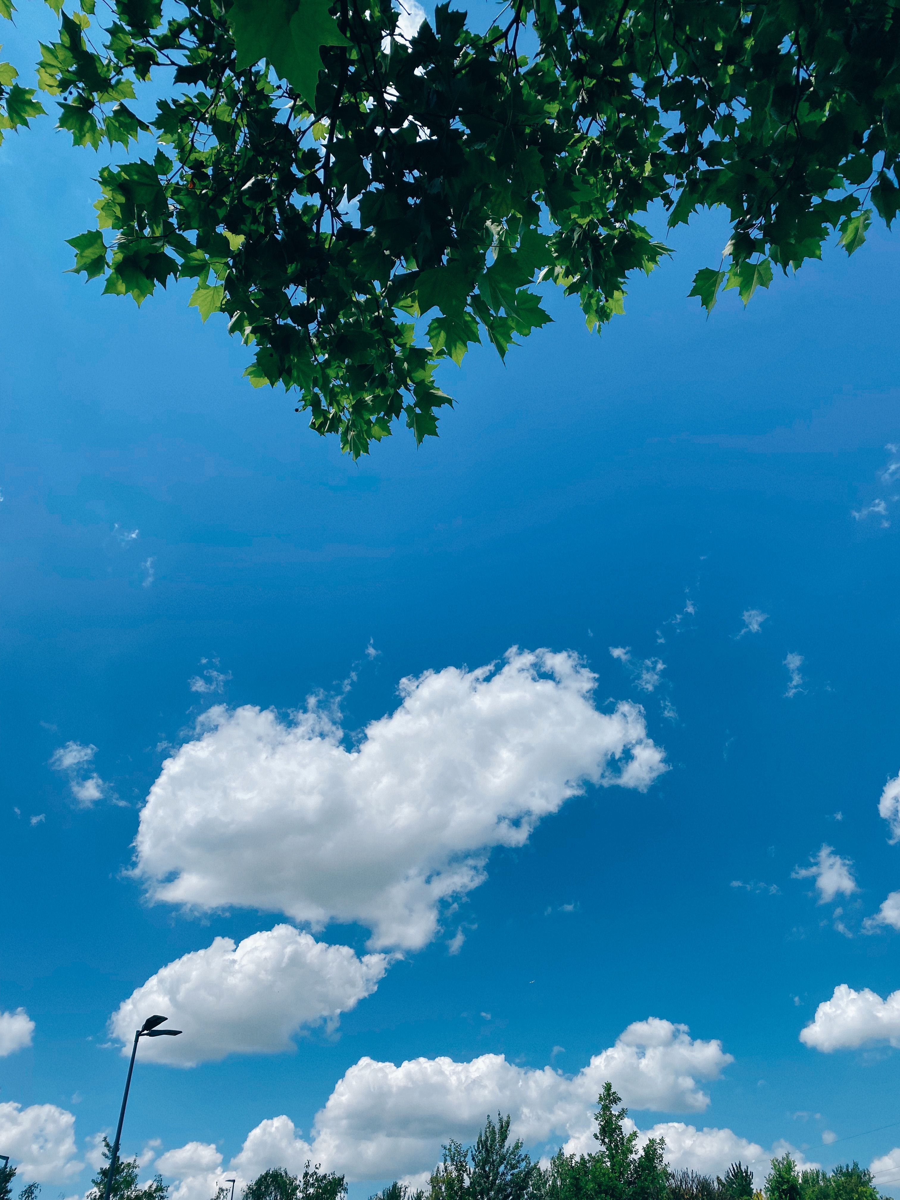 Green Leaves of a Palm Tree Outside the Window · Free Stock Photo