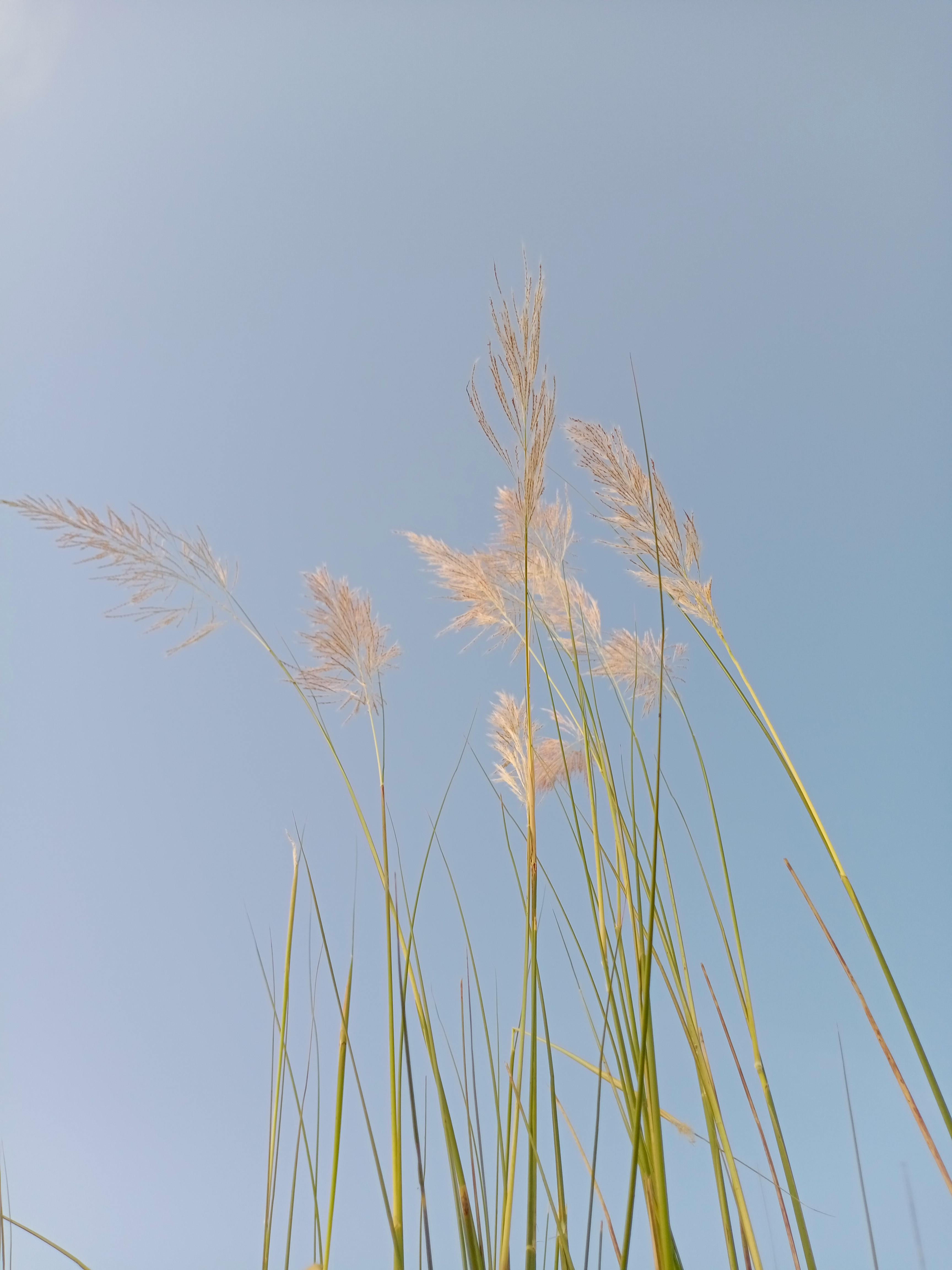Flowers Of Reeds Photos, Download The BEST Free Flowers Of Reeds Stock ...