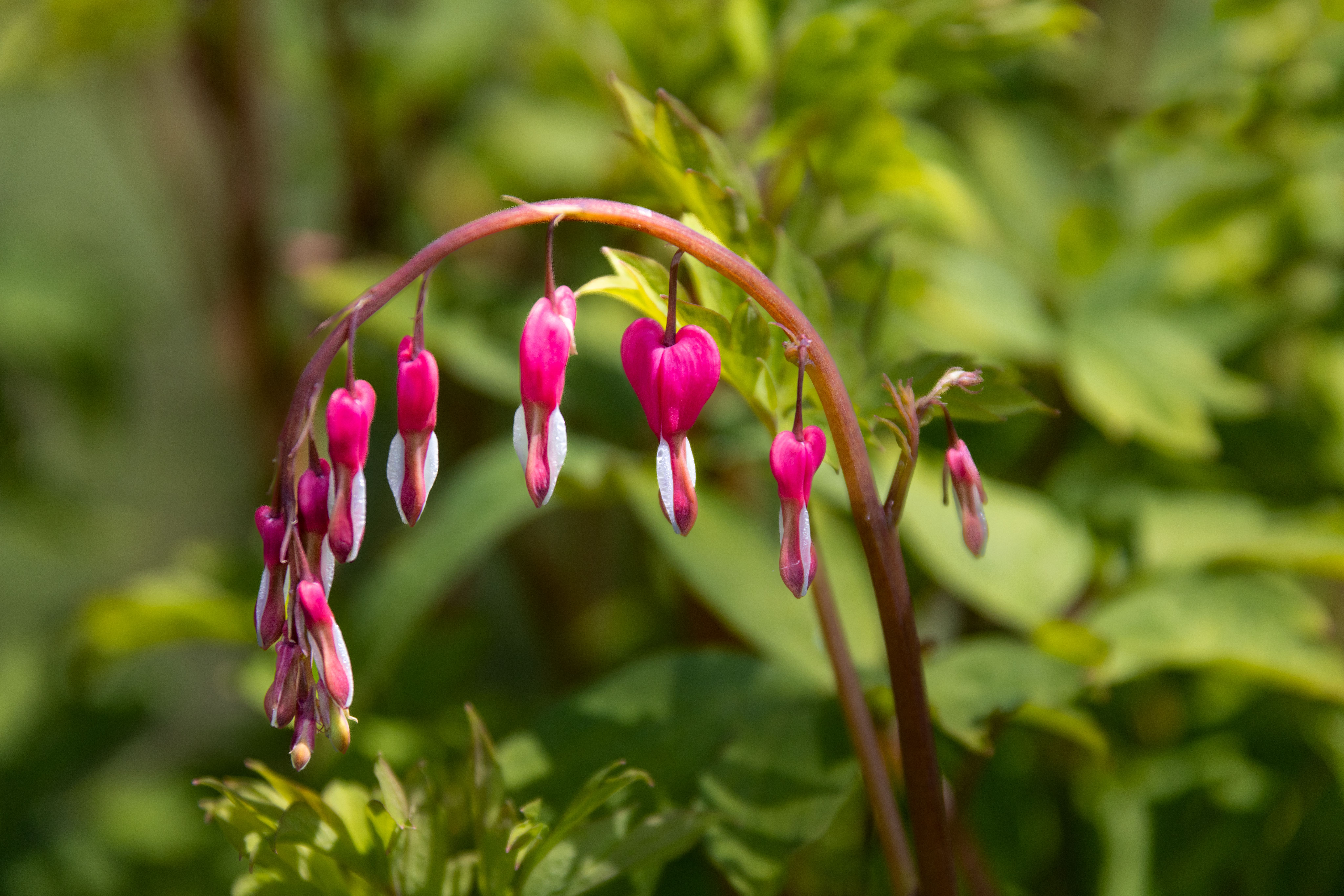 Bleeding Heart Flowers in Close-up Photography · Free Stock Photo