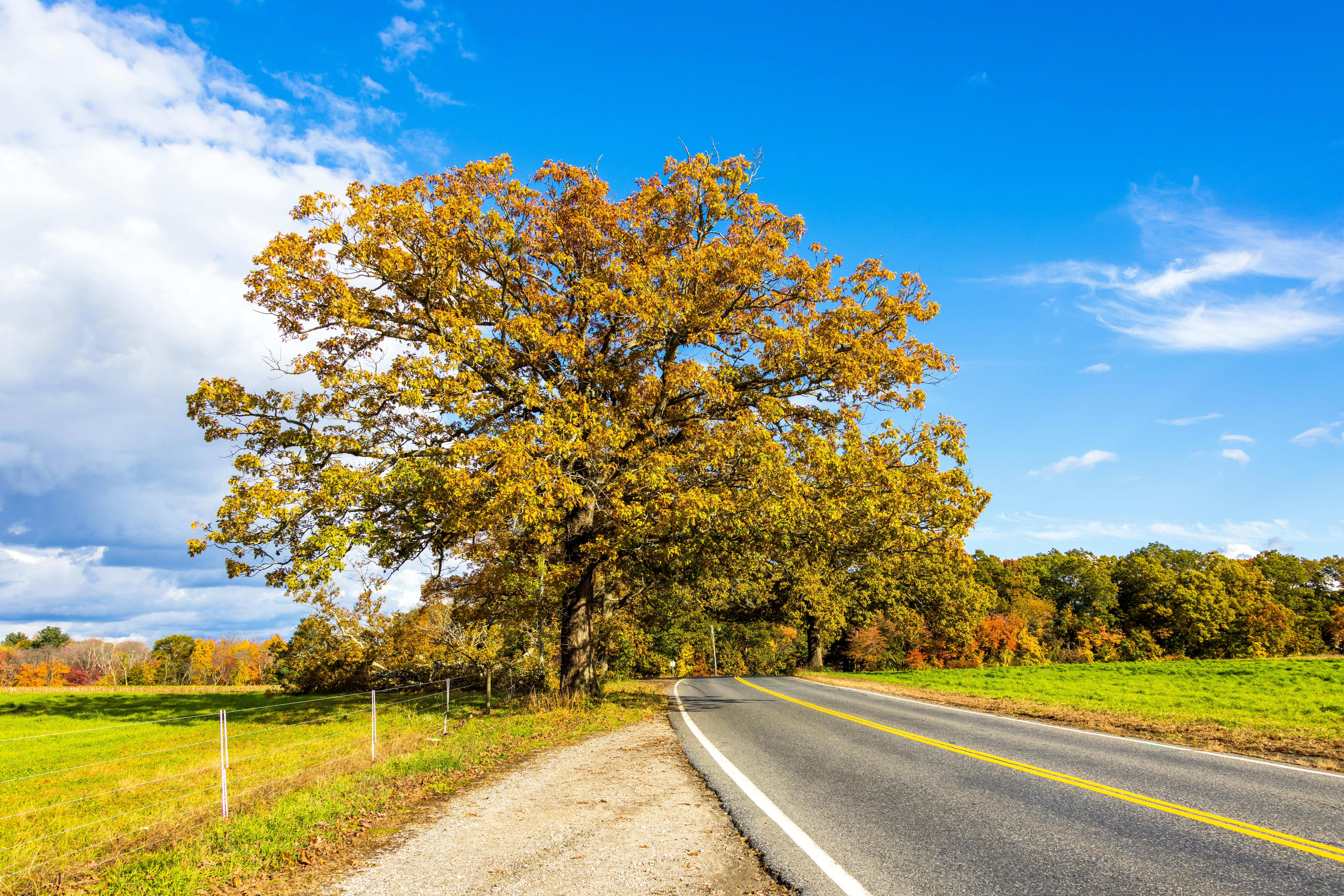 Green Trees Along and Asphalt Road · Free Stock Photo